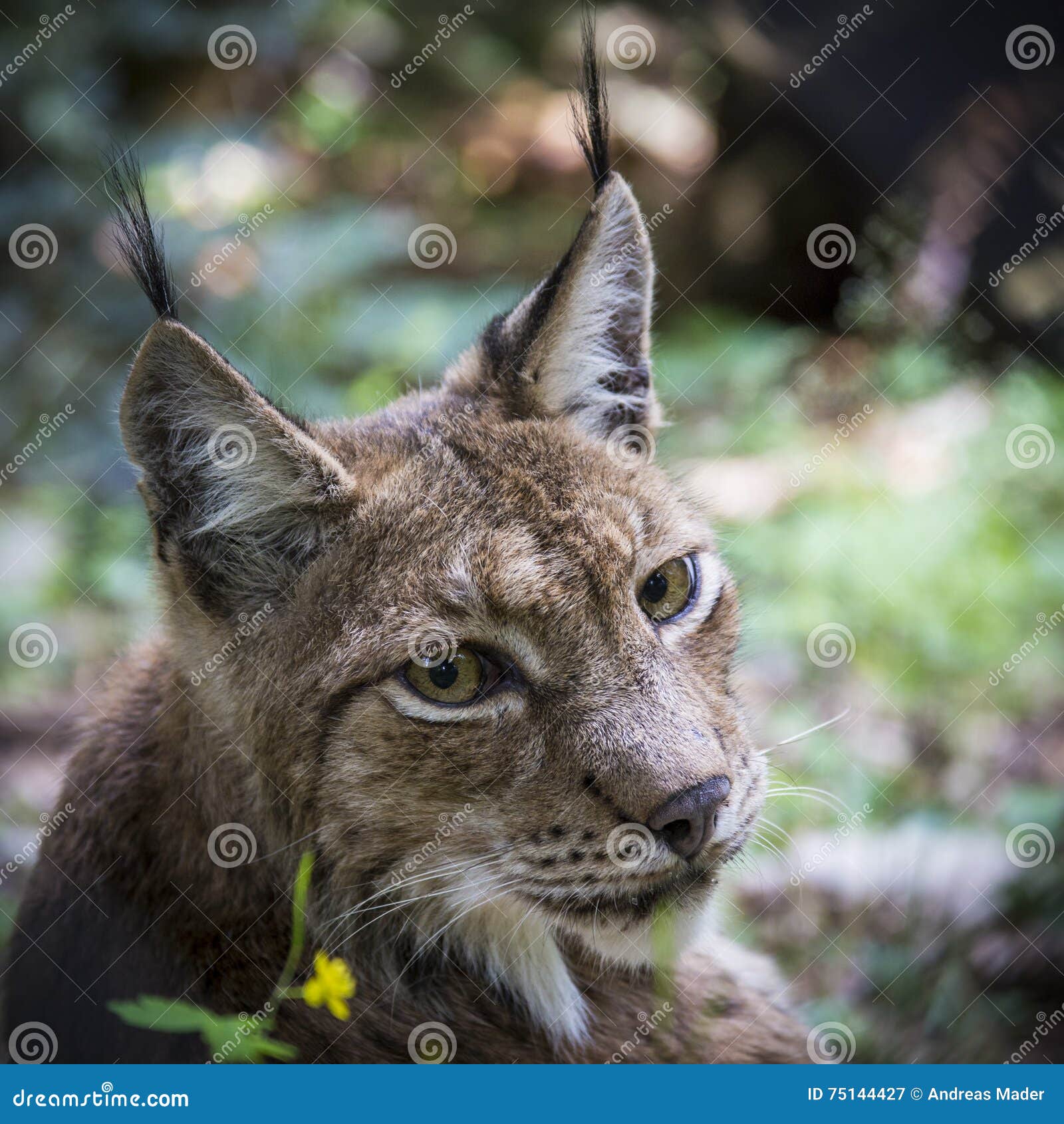 Lynx portrait stock image. Image of closeup, natural - 75144427