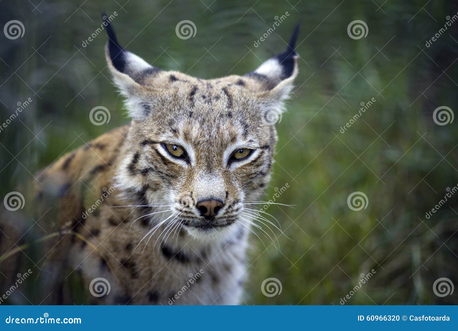 Lynx stock photo. Image of mammal, fall, eurasian, autumn - 60966320