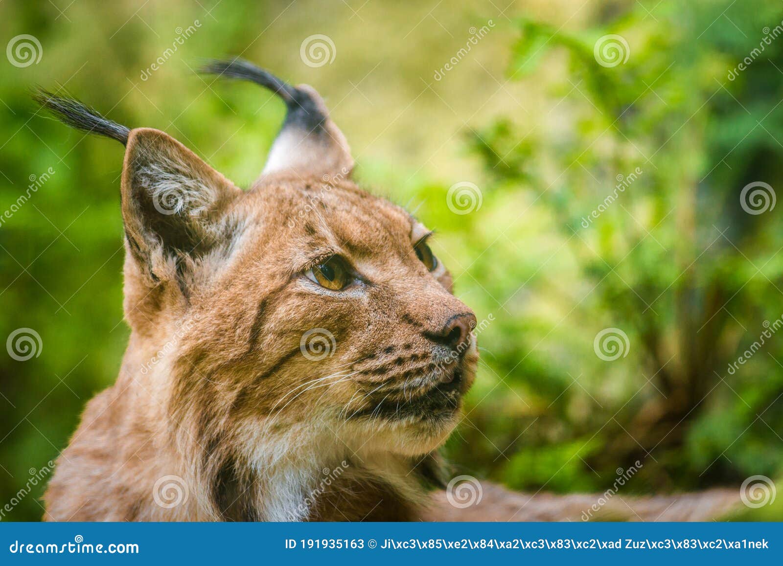 Lynx Portrait in Nature Park Stock Image - Image of forest, wood: 191935163