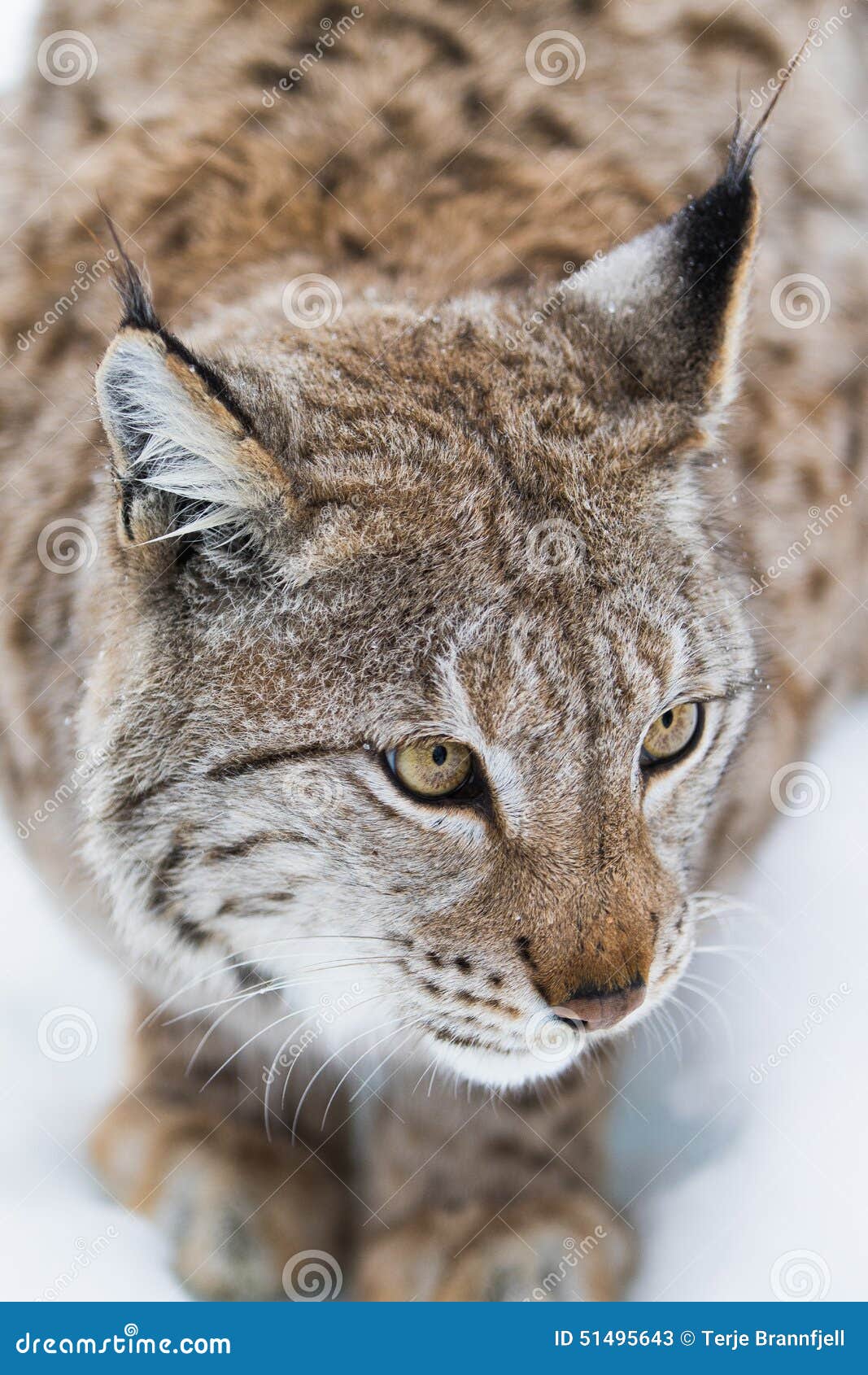 Lynx portrait stock image. Image of animal, wild, park - 51495643