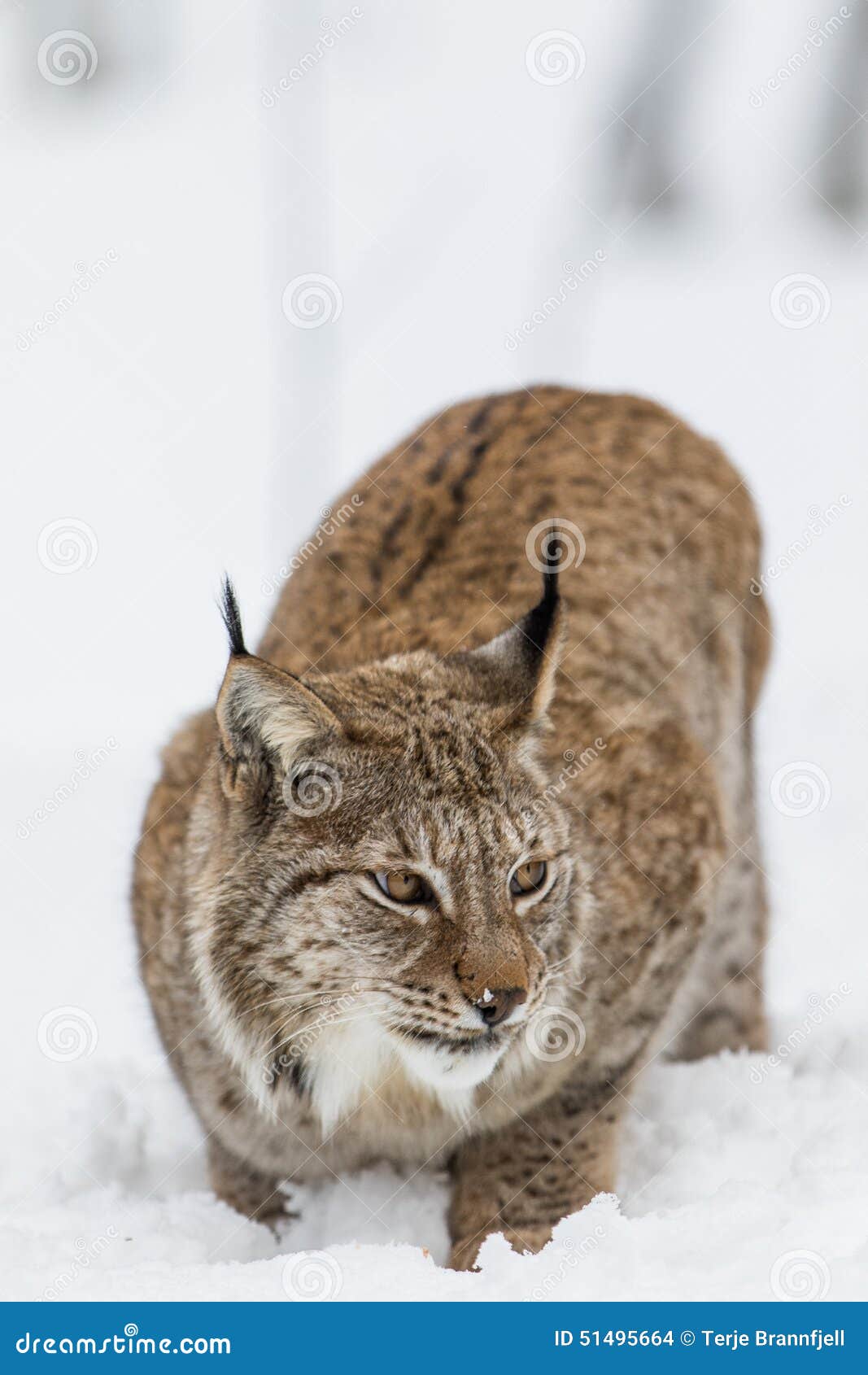 Lynx portrait stock photo. Image of animal, portrait - 51495664