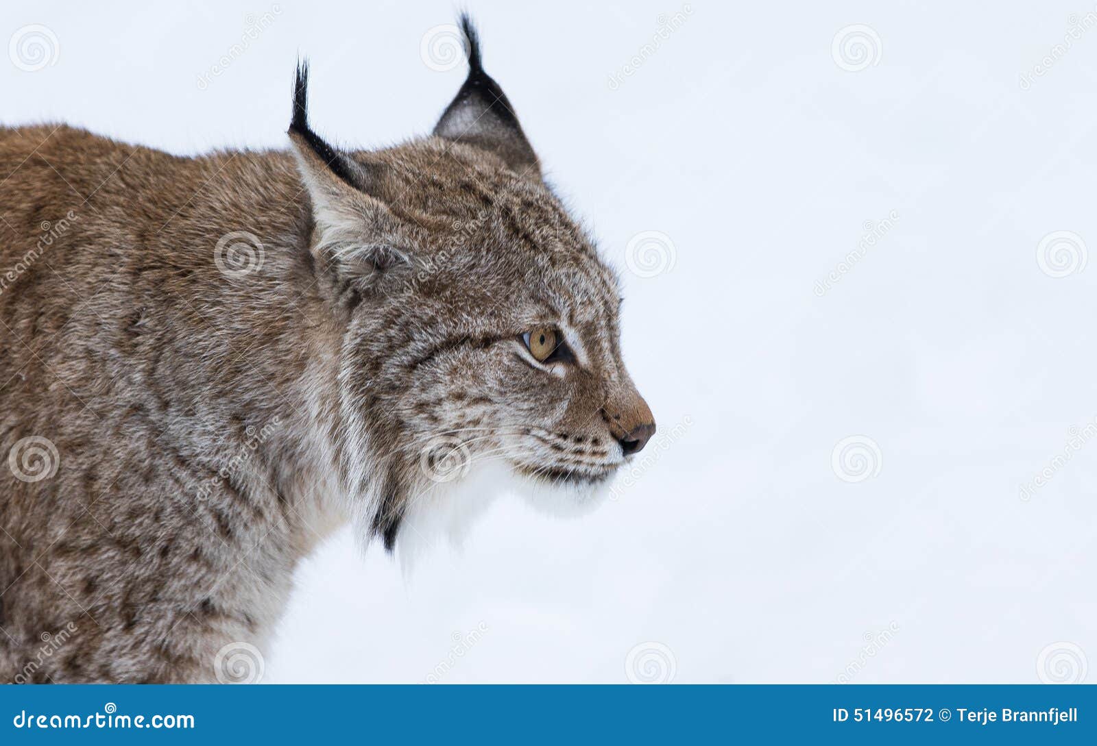 Lynx portrait stock photo. Image of park, troms, norway - 51496572