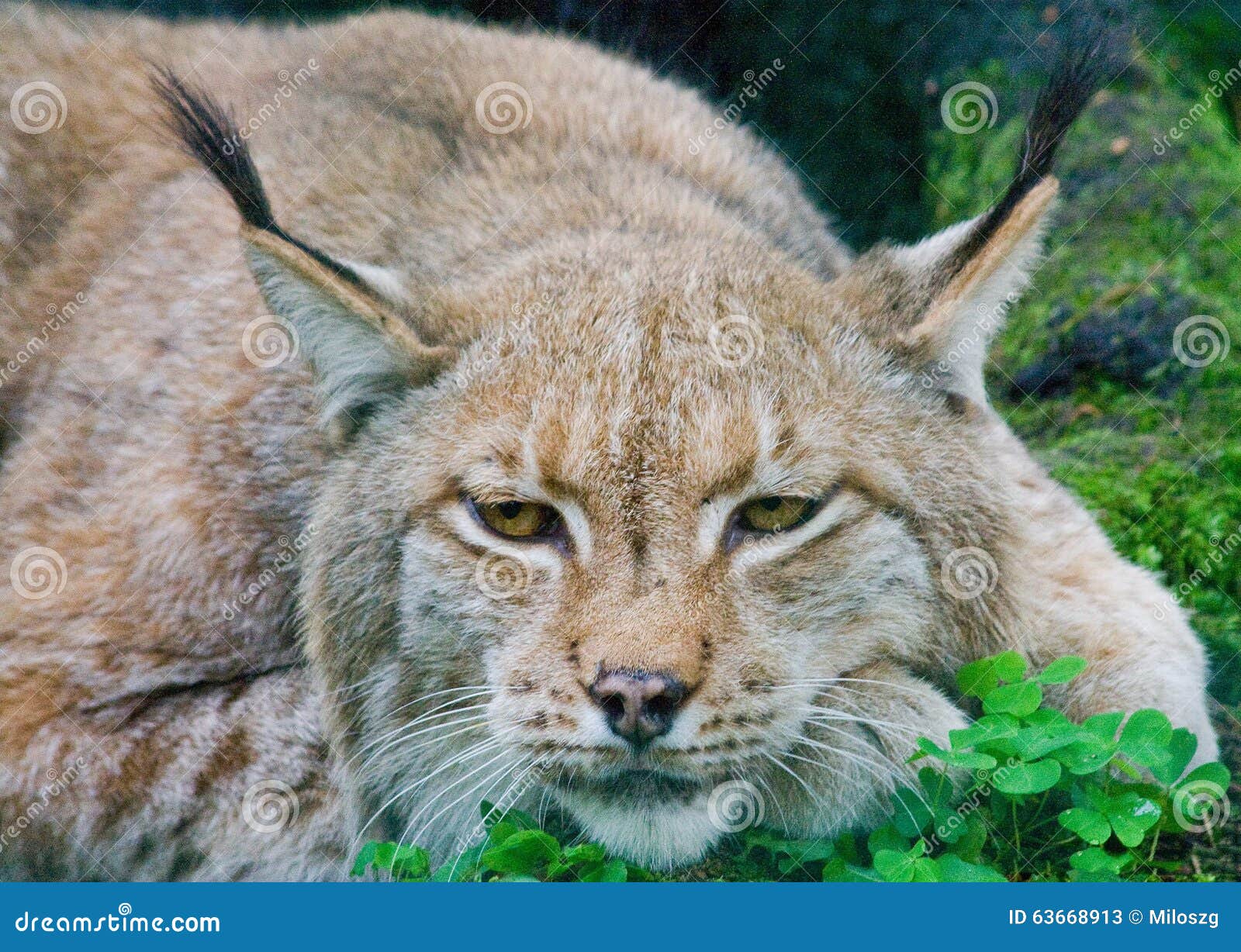 Lynx portrait stock image. Image of fierce, gaze, lynx - 63668913