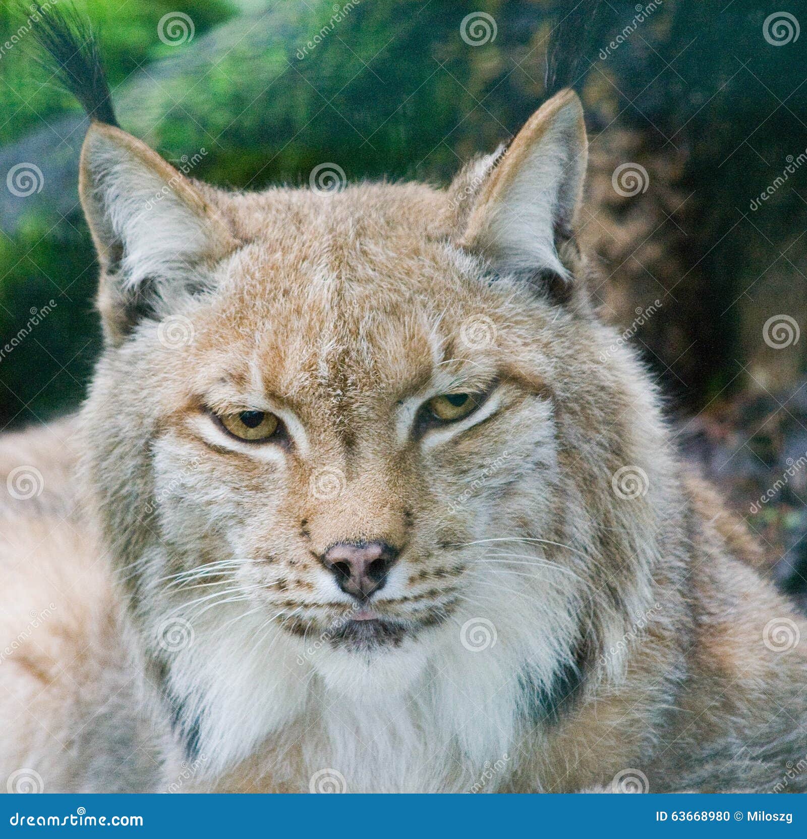 Lynx portrait stock photo. Image of nature, background - 63668980