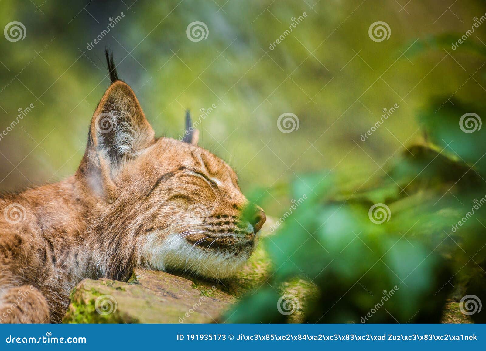 Lynx Portrait Sleeping in Nature Stock Image - Image of wood, hunter ...
