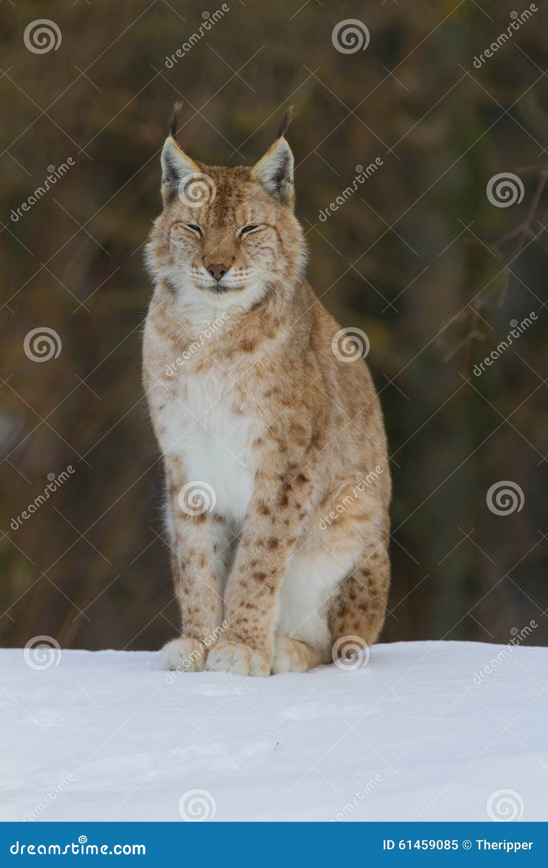 Lynx Portrait stock image. Image of feline, head, wild - 61459085