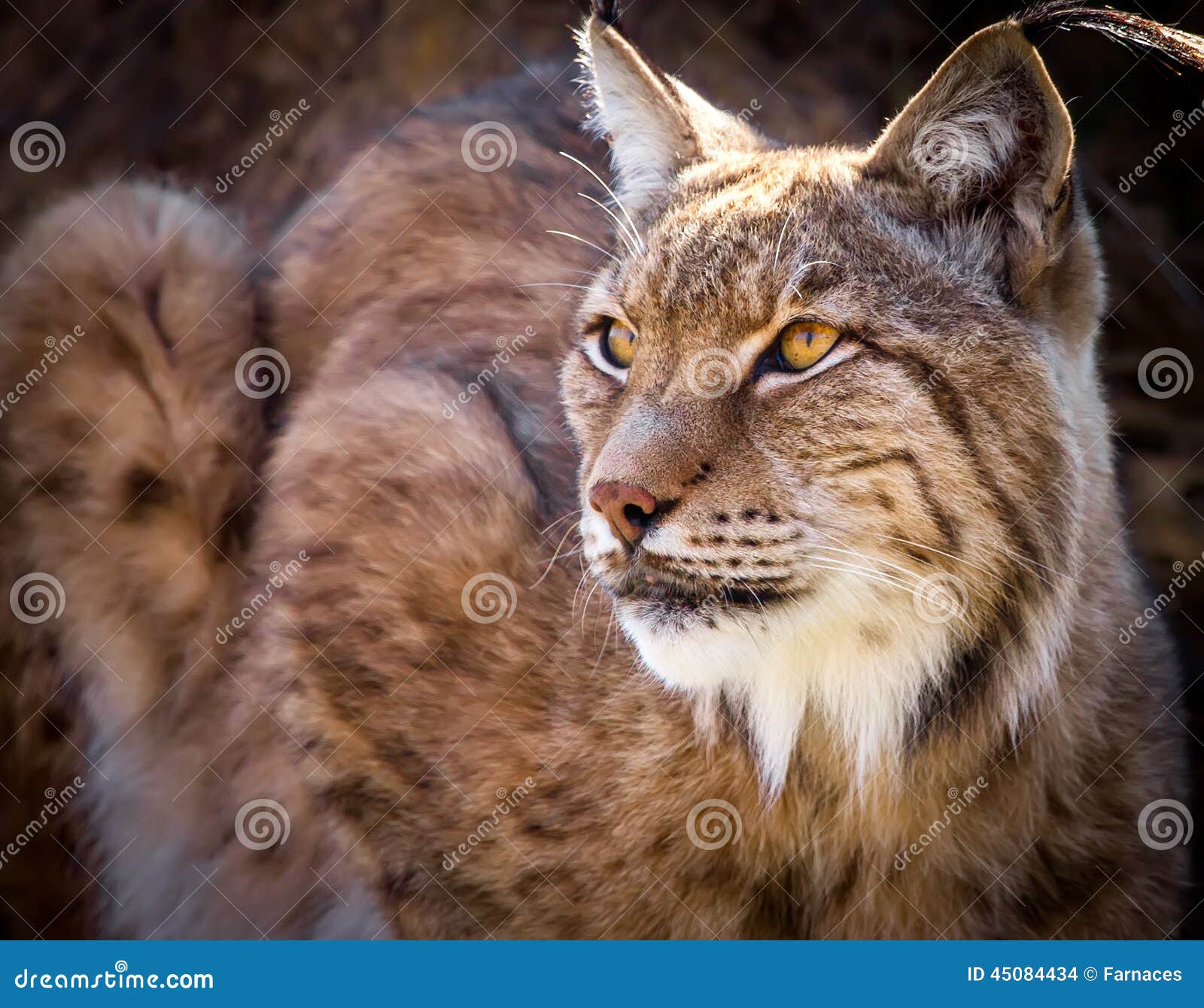 Lynx stock photo. Image of natural, wildlife, wildcat - 45084434