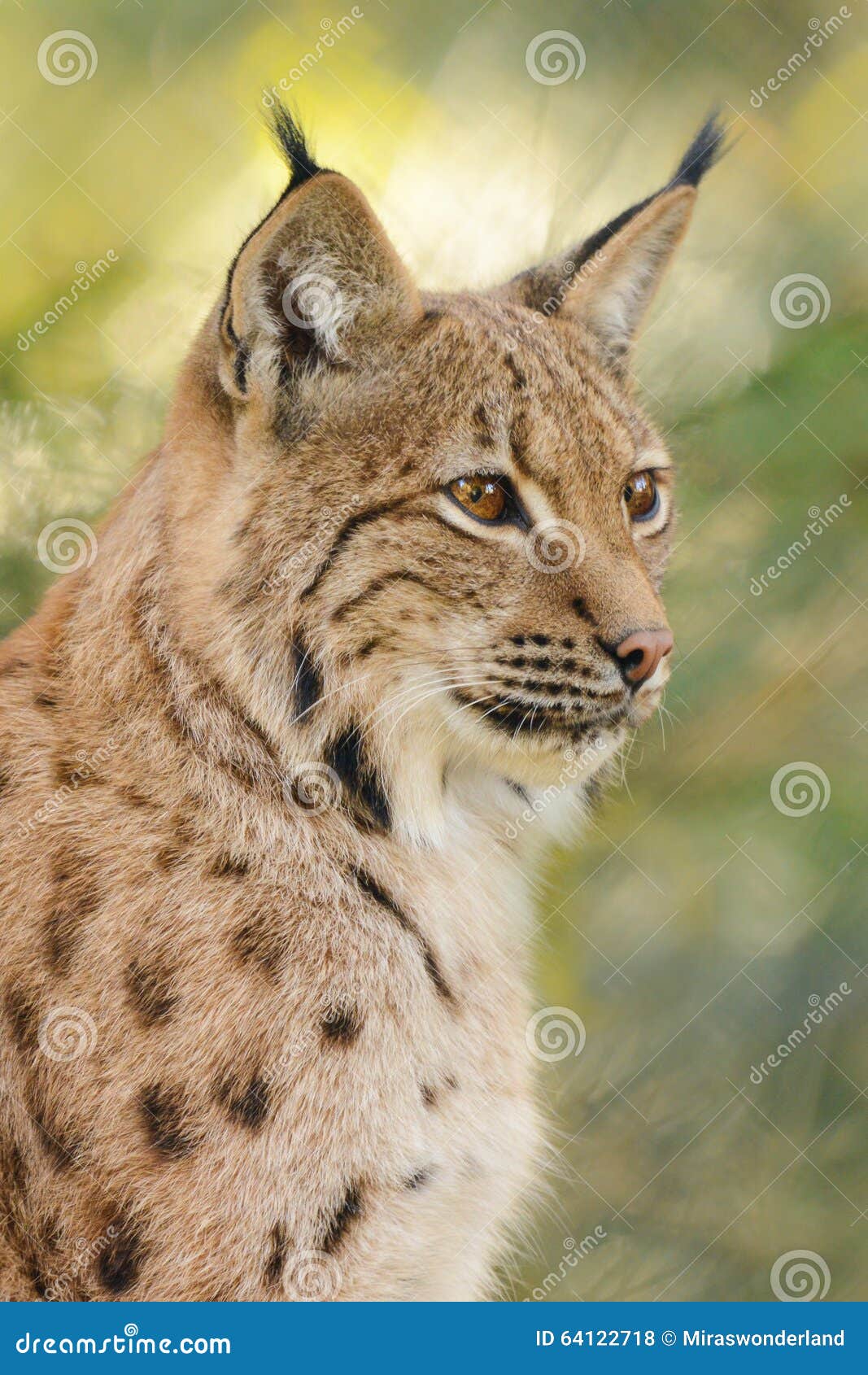 Lynx portrait stock photo. Image of animal, portrait - 64122718