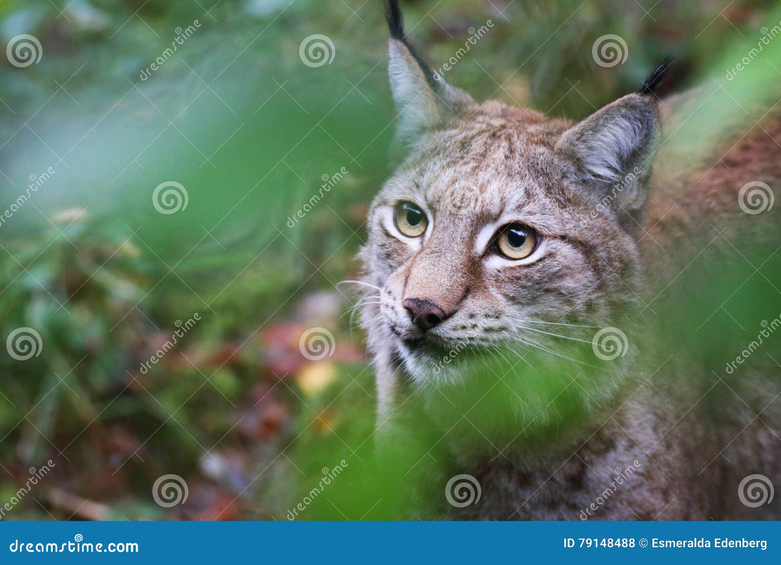 Lynx stock photo. Image of chinese, endangered, green - 79148488
