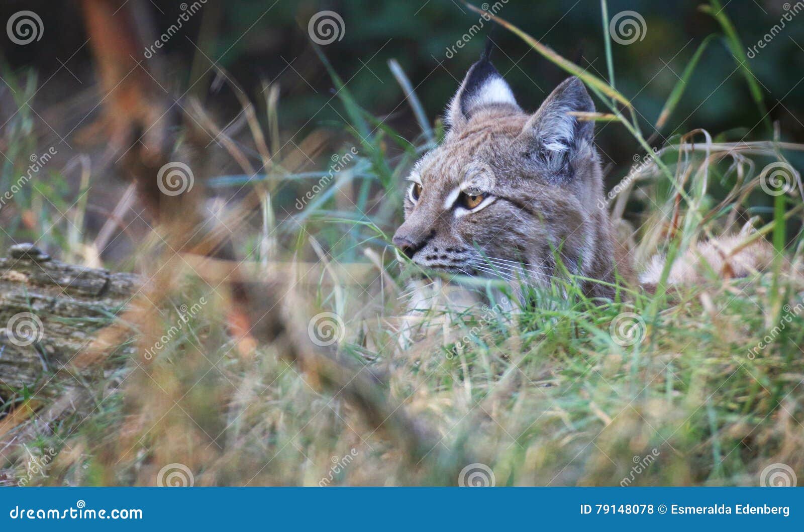 Lynx stock photo. Image of chinese, head, carnivore, fauna - 79148078