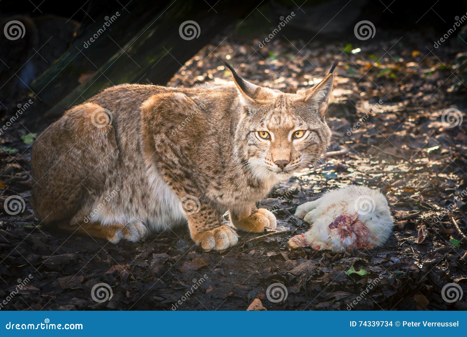 Lynx with prey stock photo. Image of happy, dangerous - 74339734