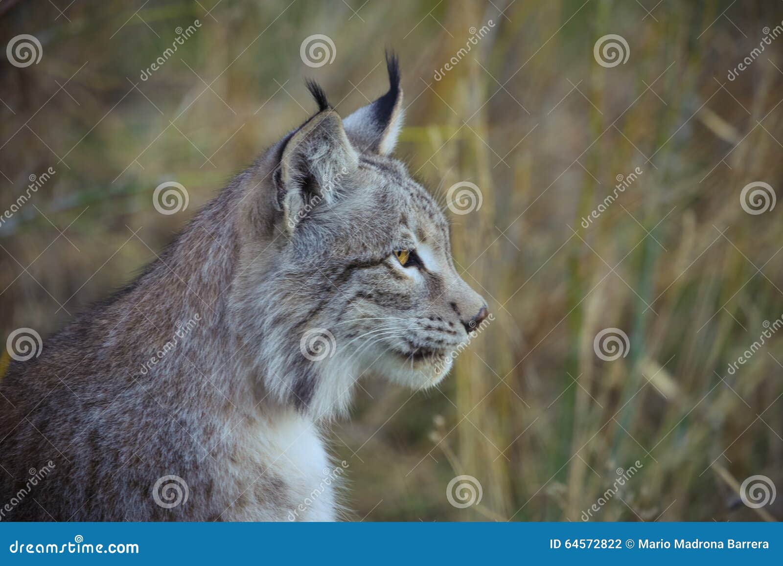 Lynx profile stock photo. Image of cats, wildlife, ears - 64572822