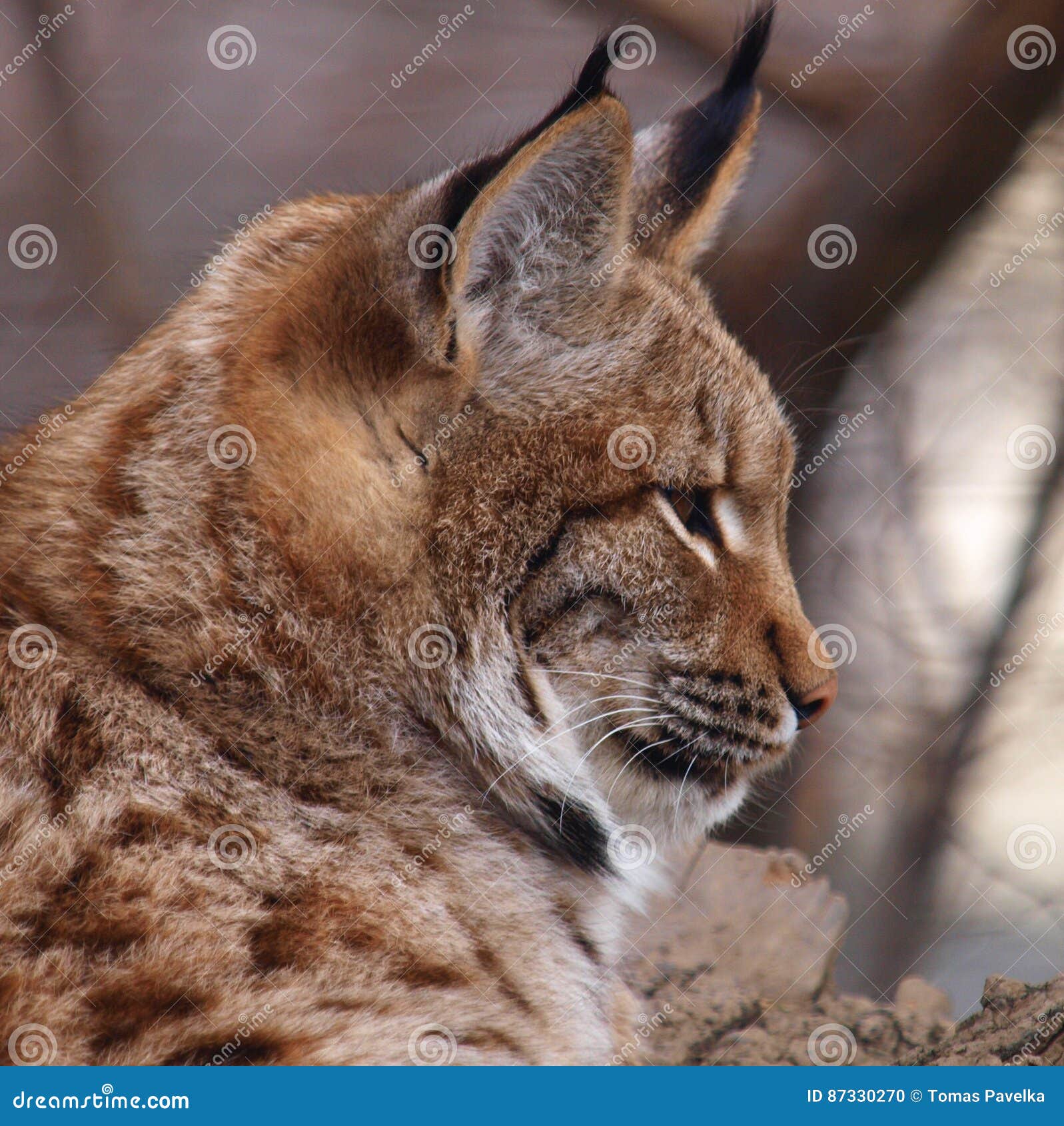 Lynx stock photo. Image of head, dotted, carnivore, beast - 87330270