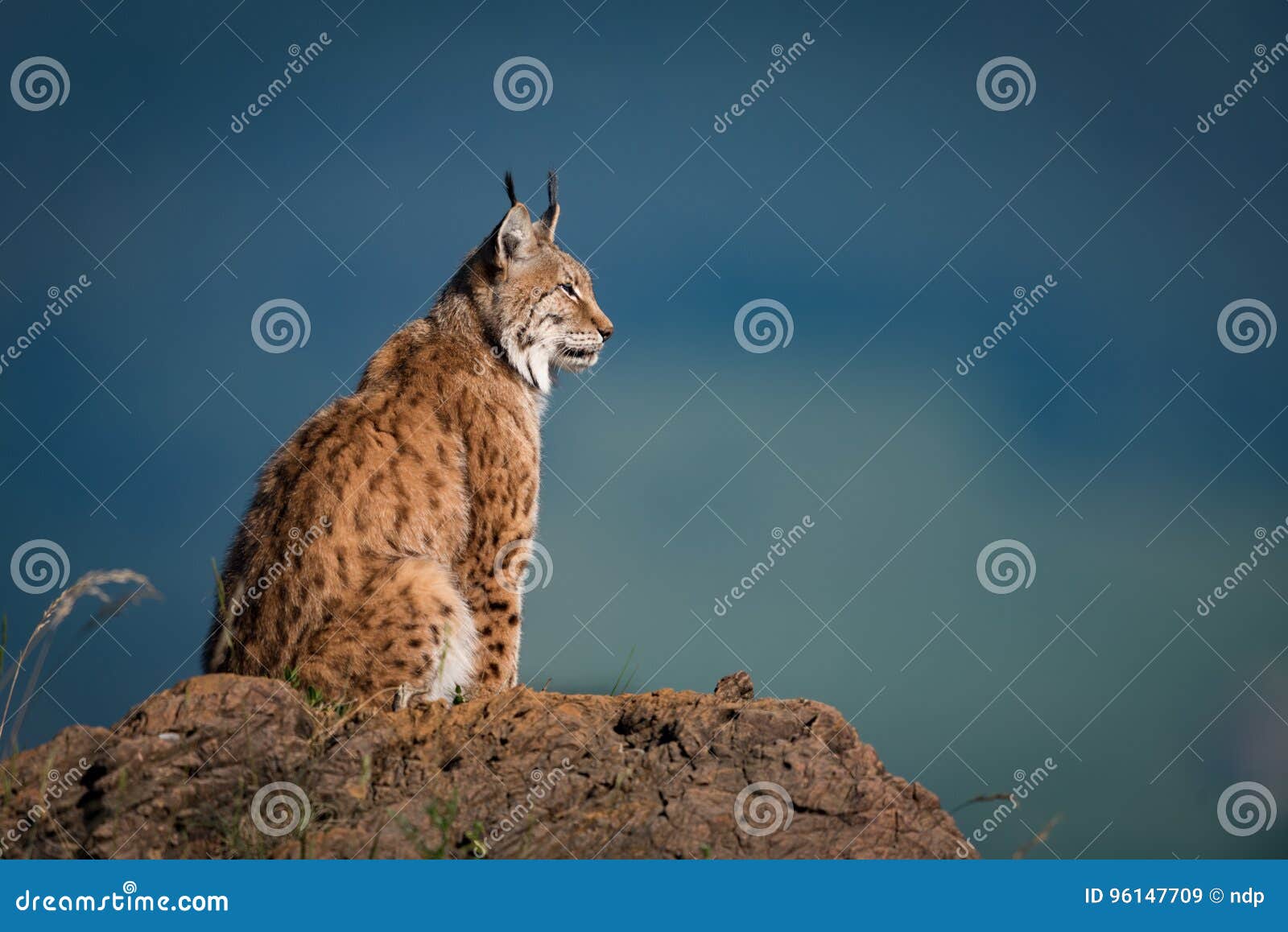 Lynx in Profile on Rock Looking Up Stock Image - Image of canadensis ...