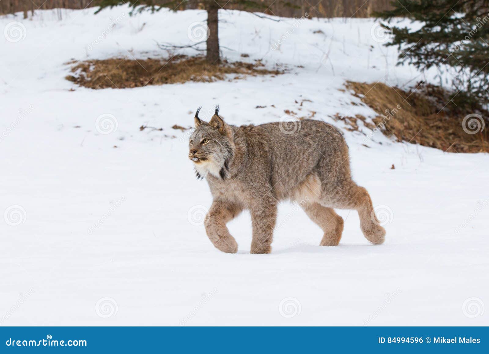 Lynx on prowl stock photo. Image of wild, animal, lynx - 84994596