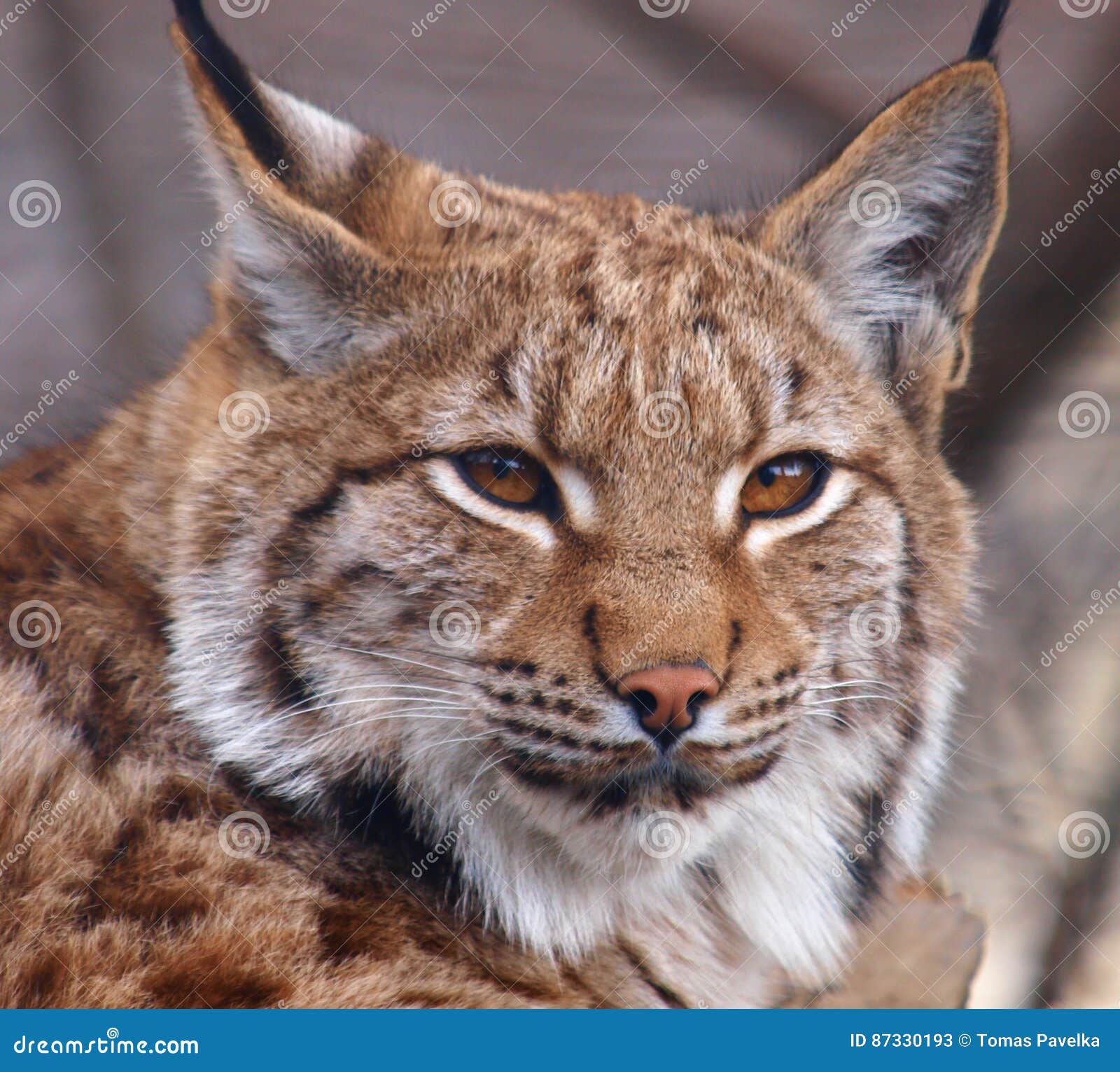 Lynx stock image. Image of spotted, animal, head, beast - 87330193