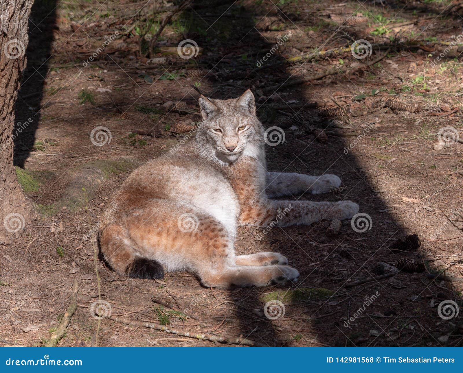 Lynx is Relaxing in the Sun Stock Photo - Image of nature, animals ...