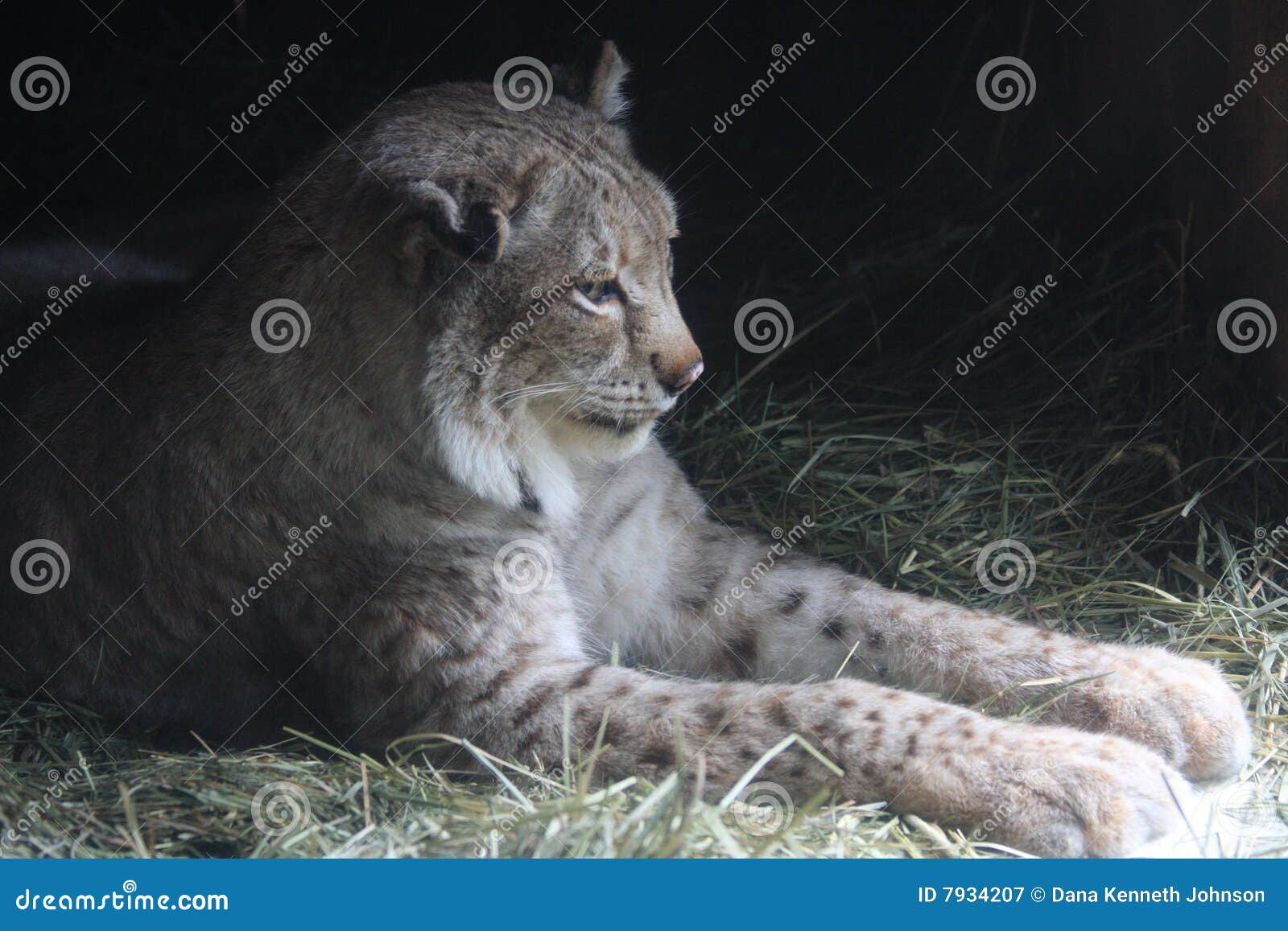 Lynx With Snowshoe Hare In Mouth Stock Photo | CartoonDealer.com #84996048