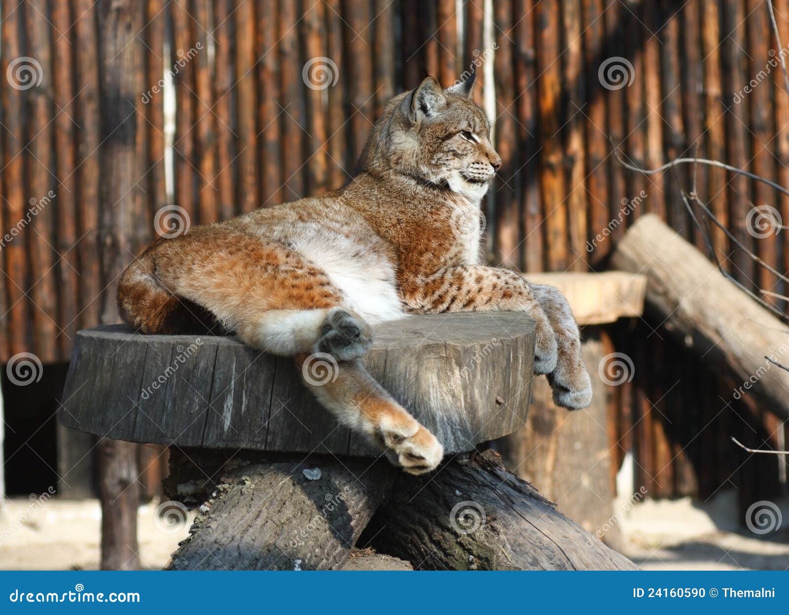 Lynx resting stock photo. Image of mammal, laying, resting - 24160590