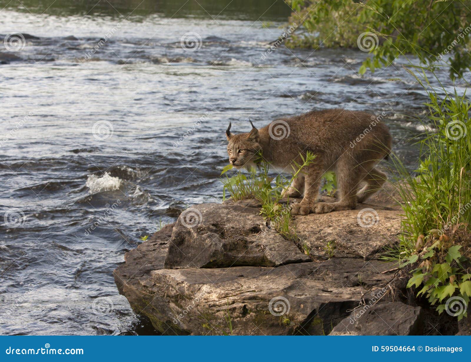 Lynx on River Rock stock photo. Image of watchful, portrait - 59504664