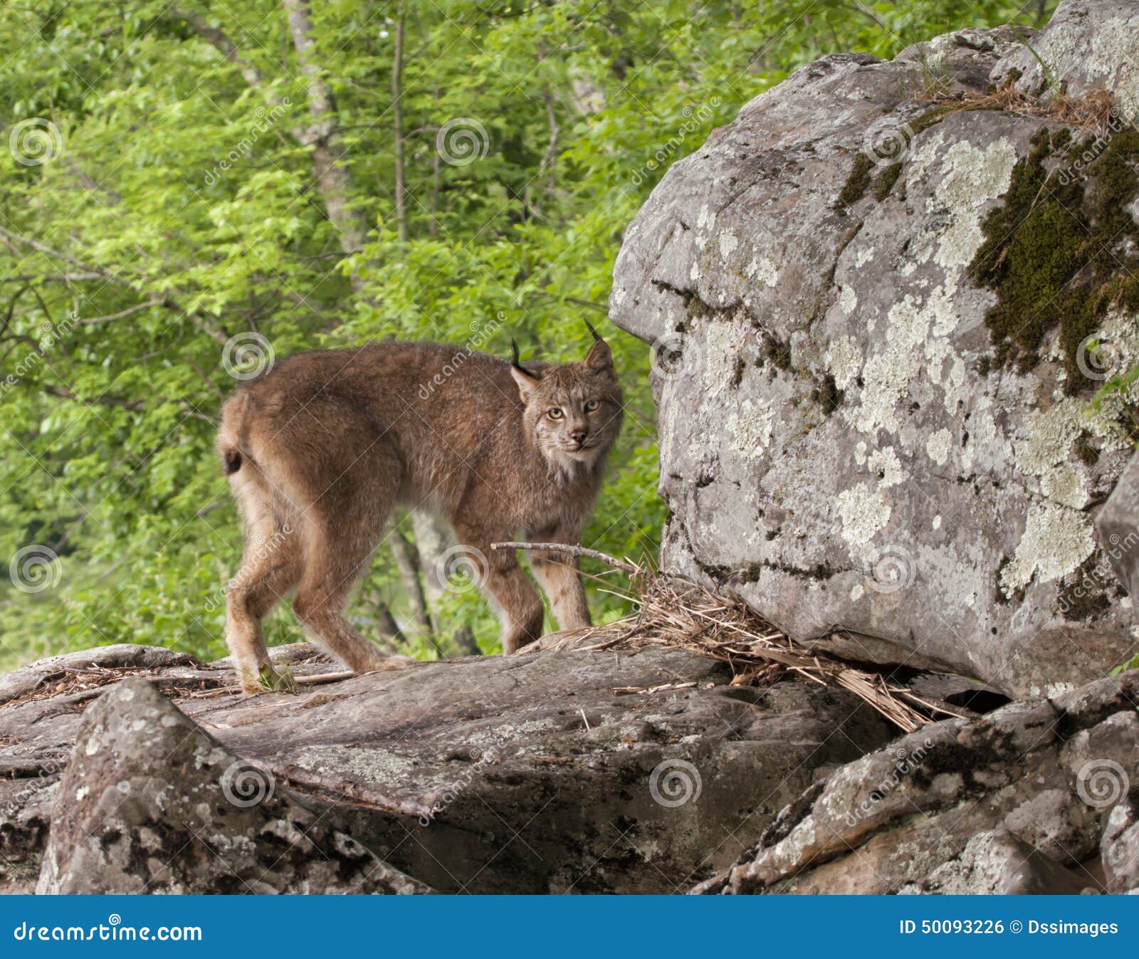 Lynx on a Rock Formationi stock photo. Image of canadian - 50093226