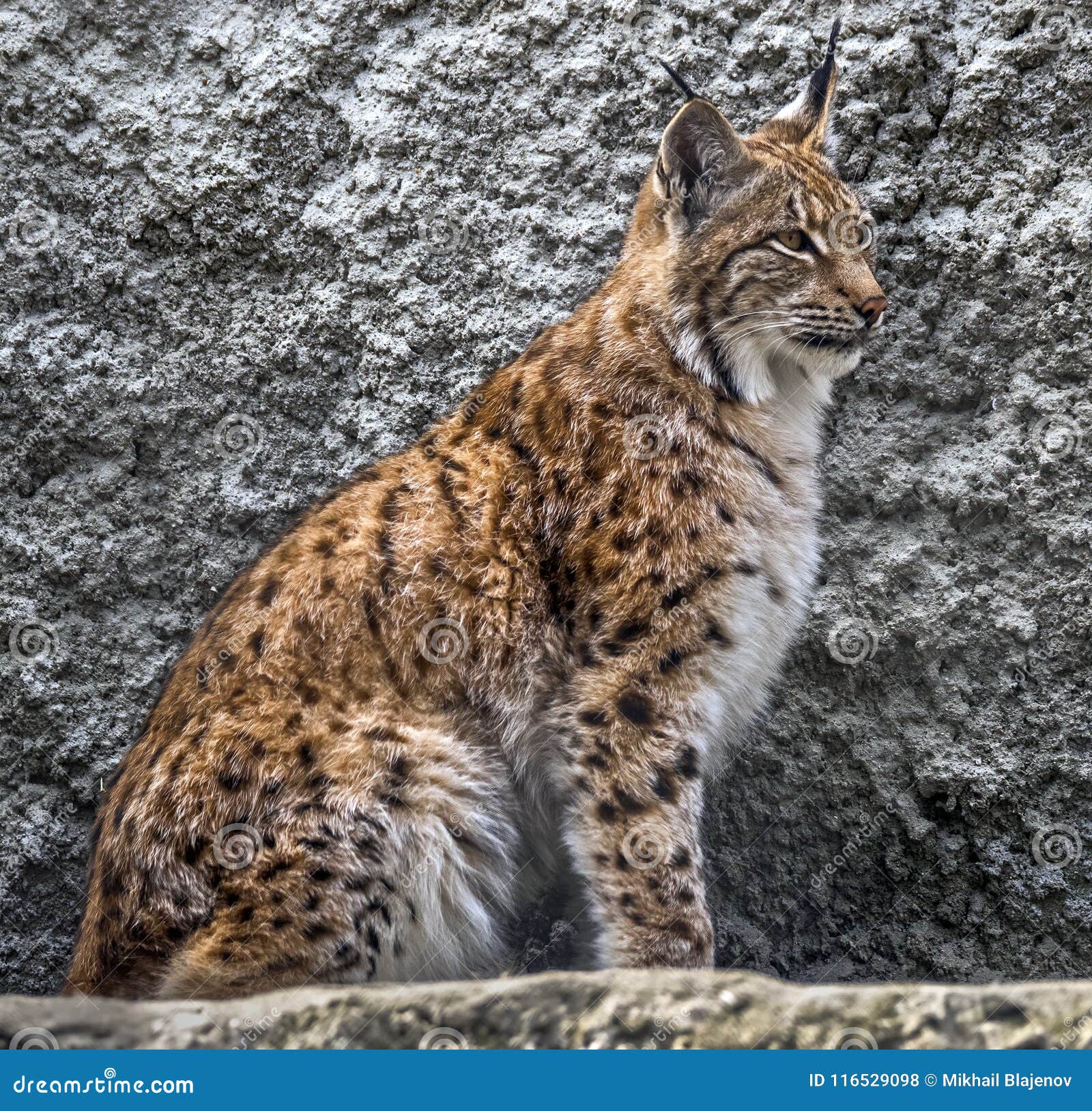 Lynx on the rock 1 stock photo. Image of nature, hunting - 116529098