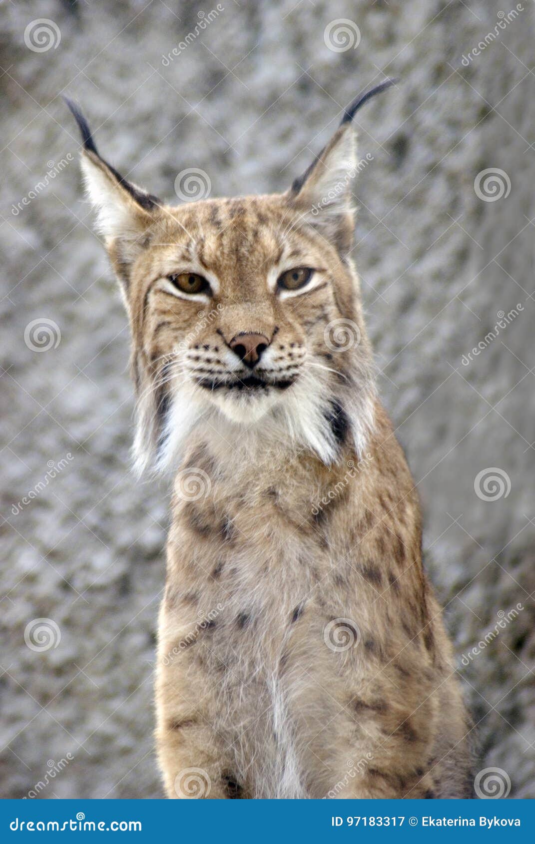 Lynx Rufus Front View Portrait Stock Image - Image of curious, felis ...