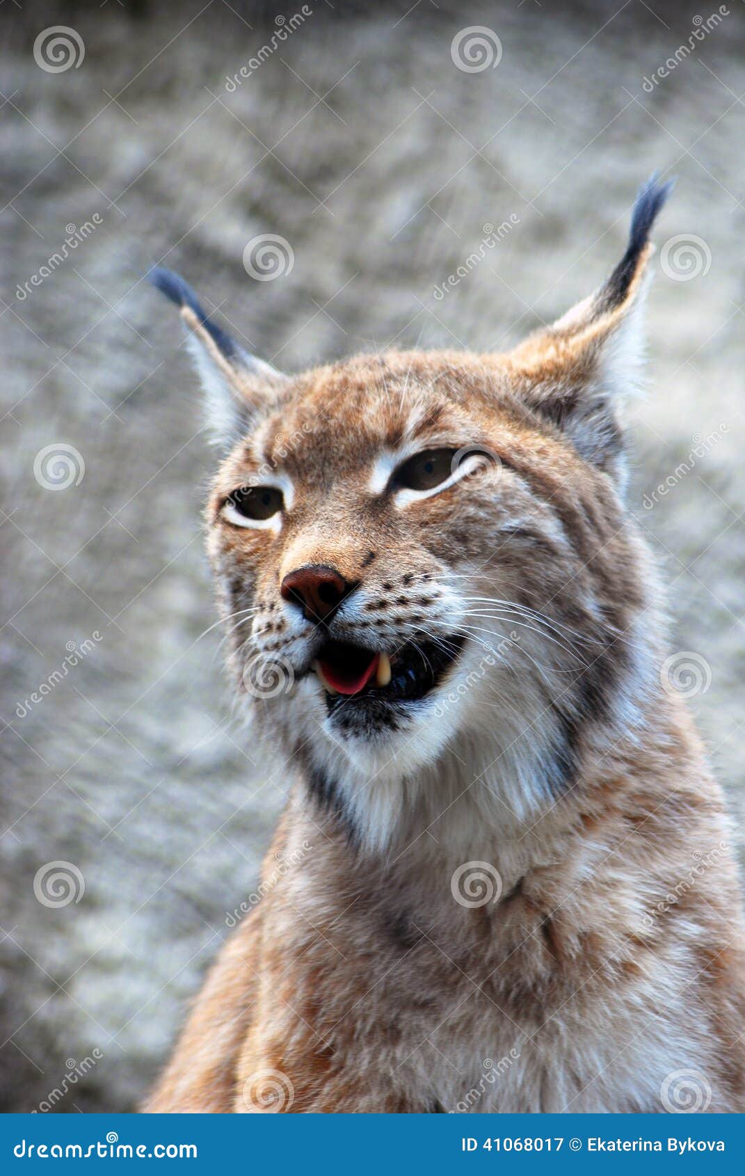 Lynx Rufus at Grey Backgroung Stock Image - Image of outdoors, spots ...