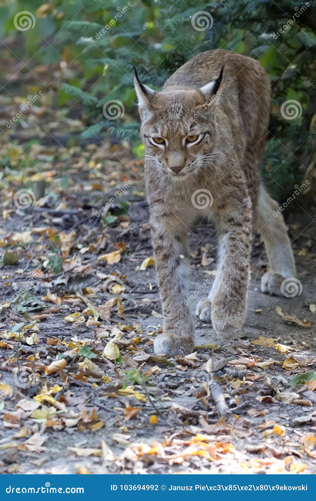 Lynx in the run stock photo. Image of lynx, eurasian - 103694992