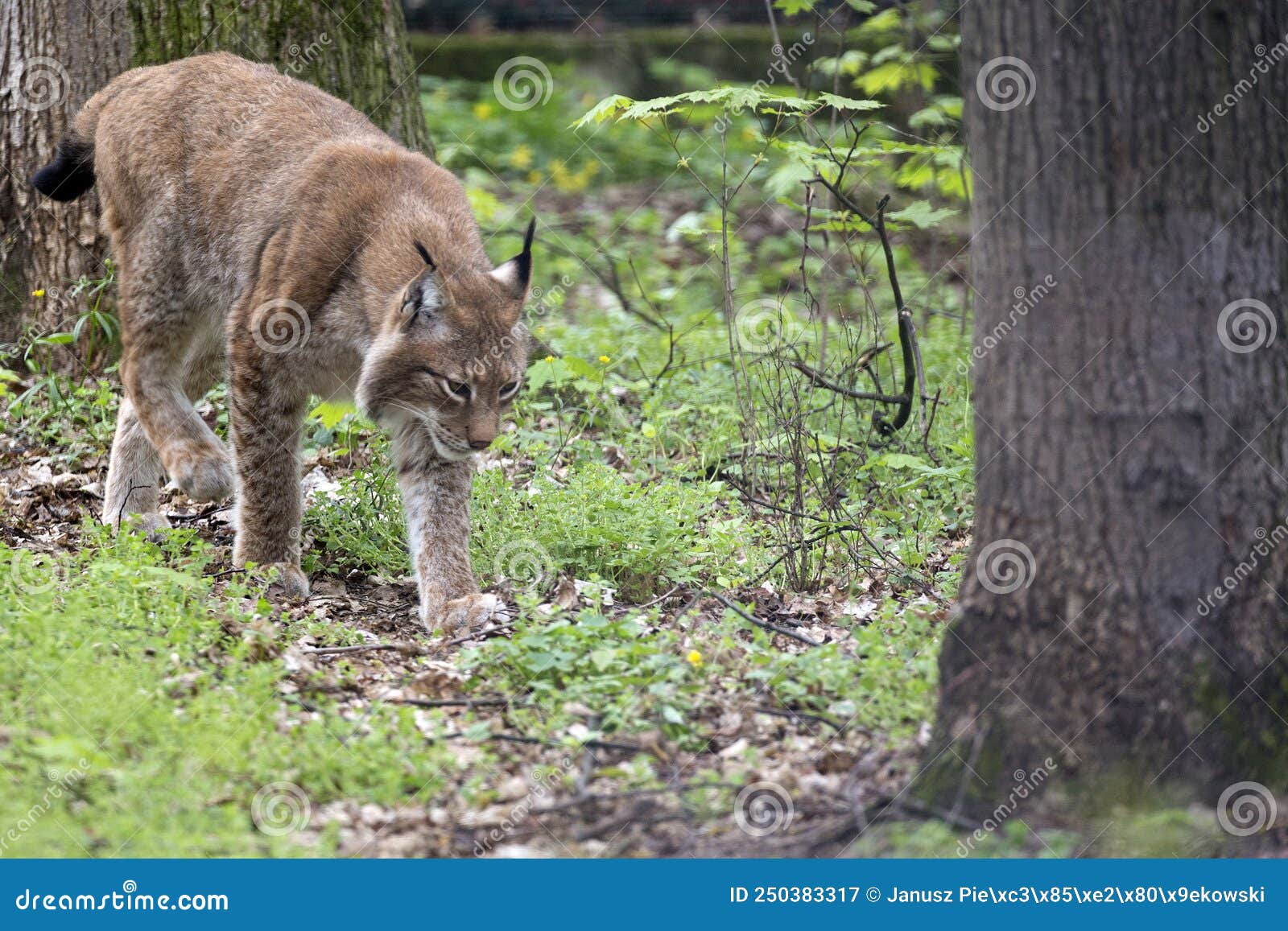 Lynx in the run stock image. Image of mammal, wood, nature - 250383317