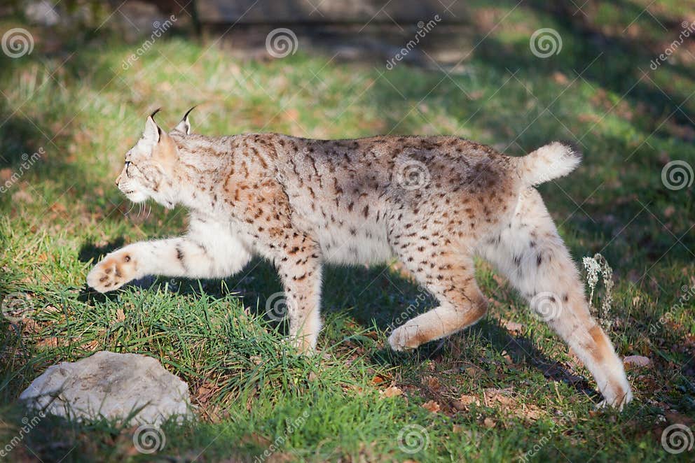 Lynx running stock photo. Image of outdoor, carnivore - 22606772
