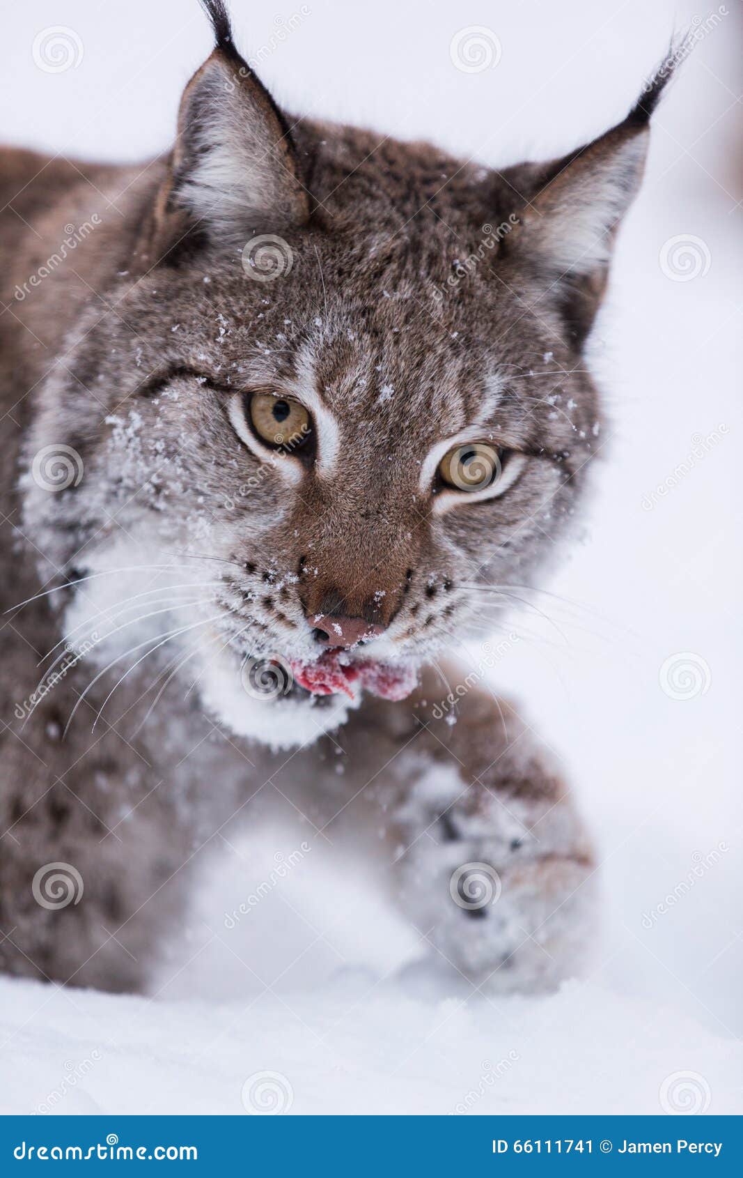 Lynx in Scandinavia Hunting Licking Lips Stock Image - Image of fear ...