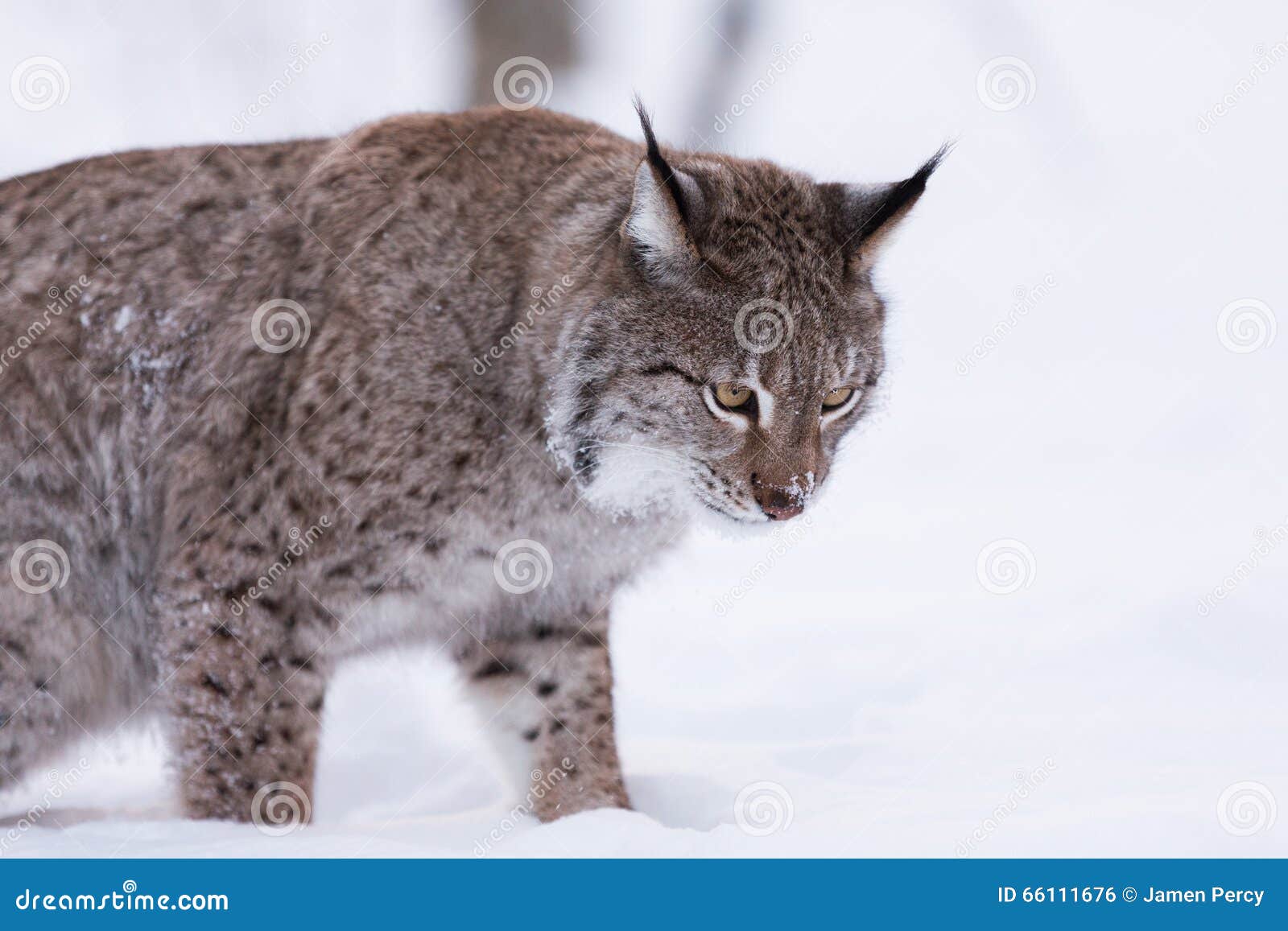 Lynx in Scandinavia Looking Down Stock Photo - Image of dangerous, high ...