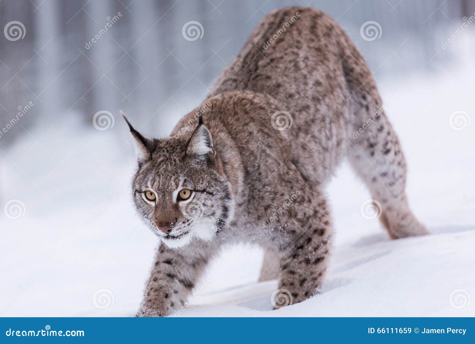Lynx in Scandinavia Portrait Closeup Pounce Stock Image - Image of ...