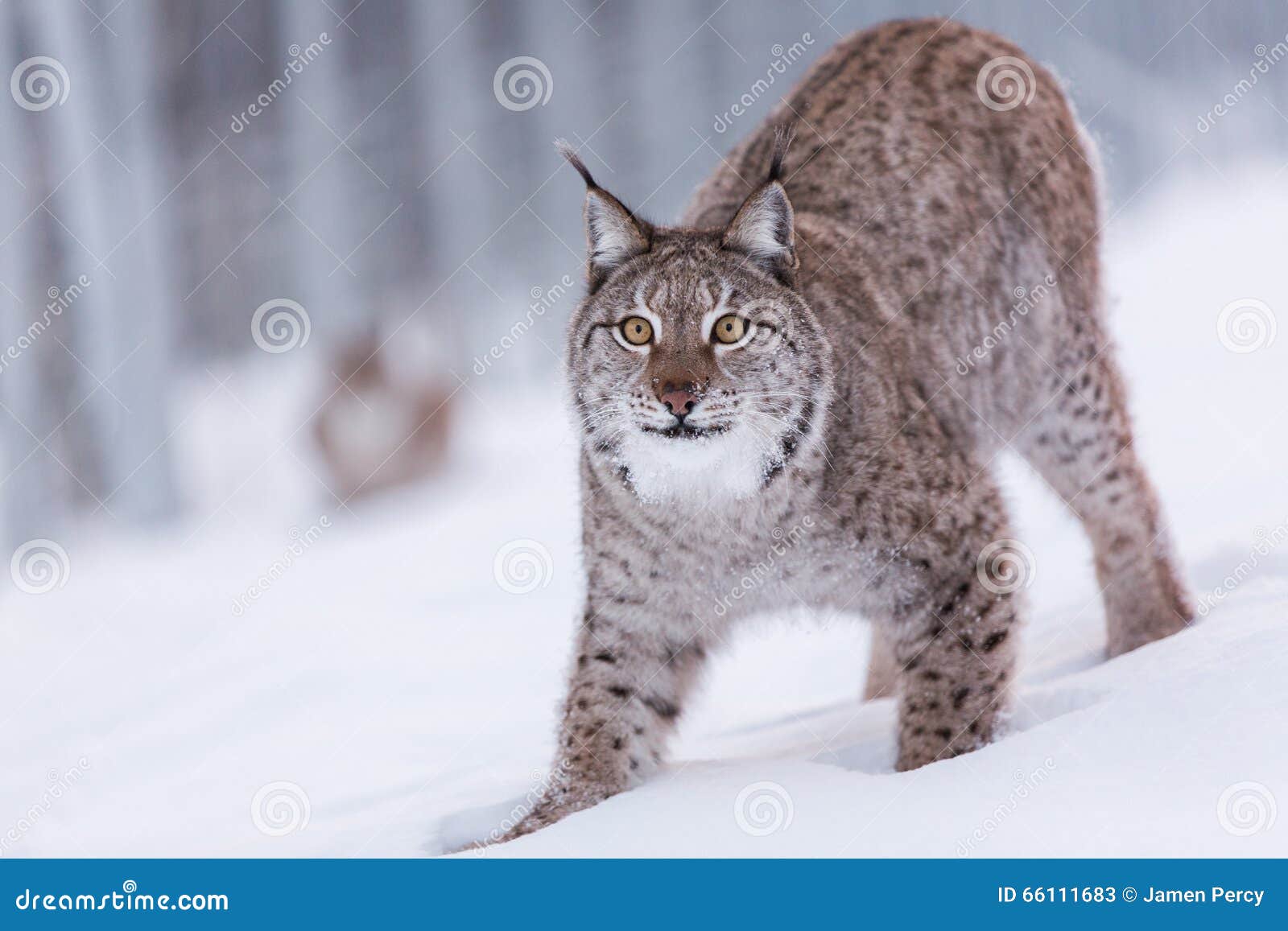 Lynx in Scandinavia Portrait Closeup Pounce Stock Image - Image of cold ...