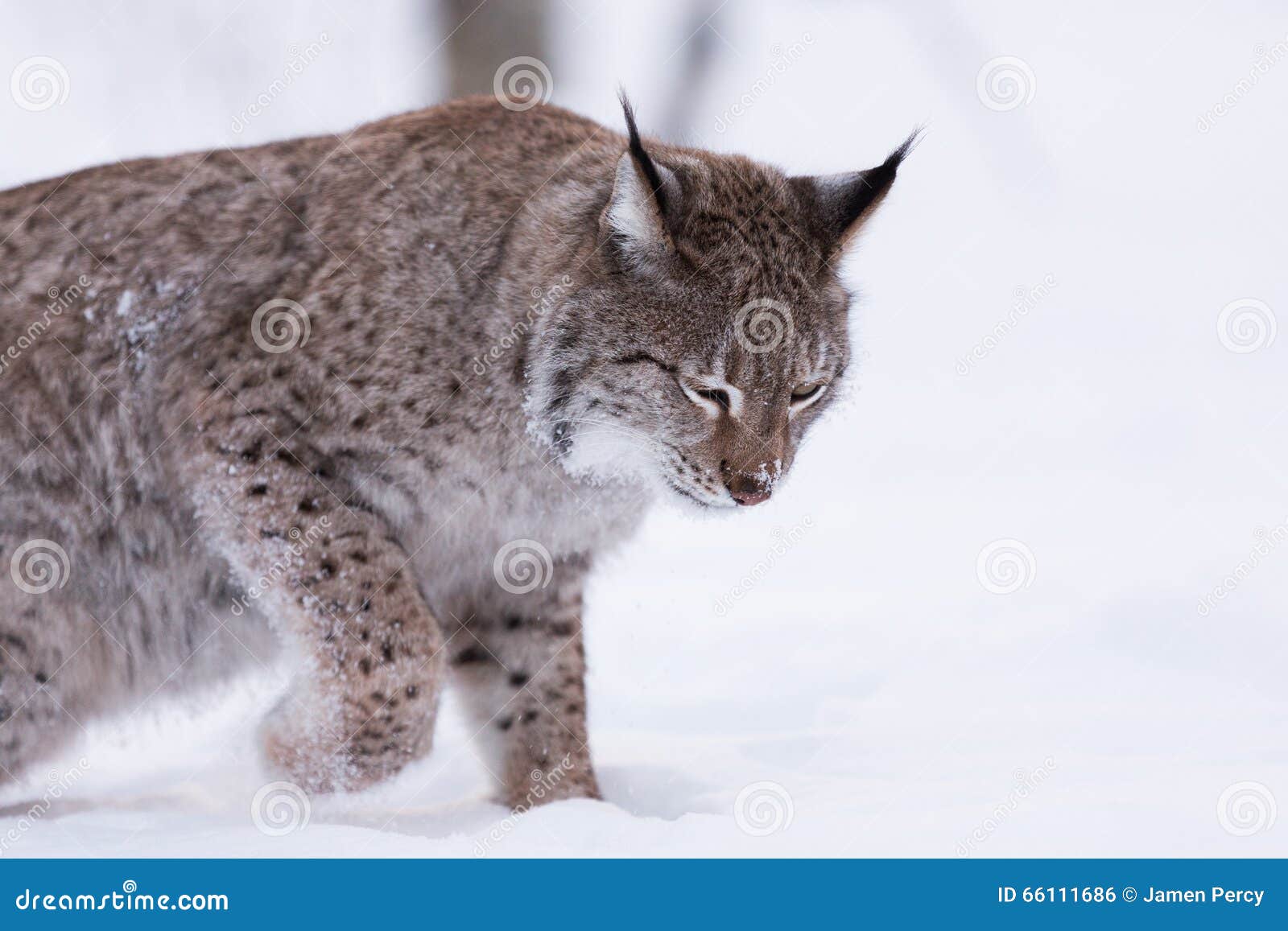 Lynx in Scandinavia Portrait Hunting Stock Photo - Image of hunt ...