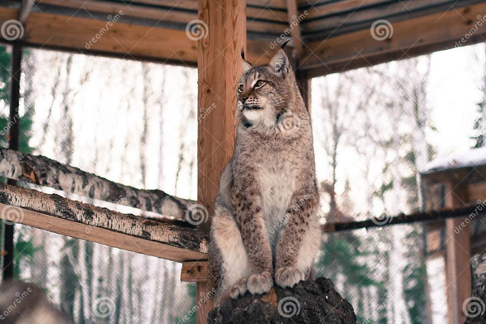 Lynx Seating on a Tree in Cage Stock Image - Image of predator, grass ...