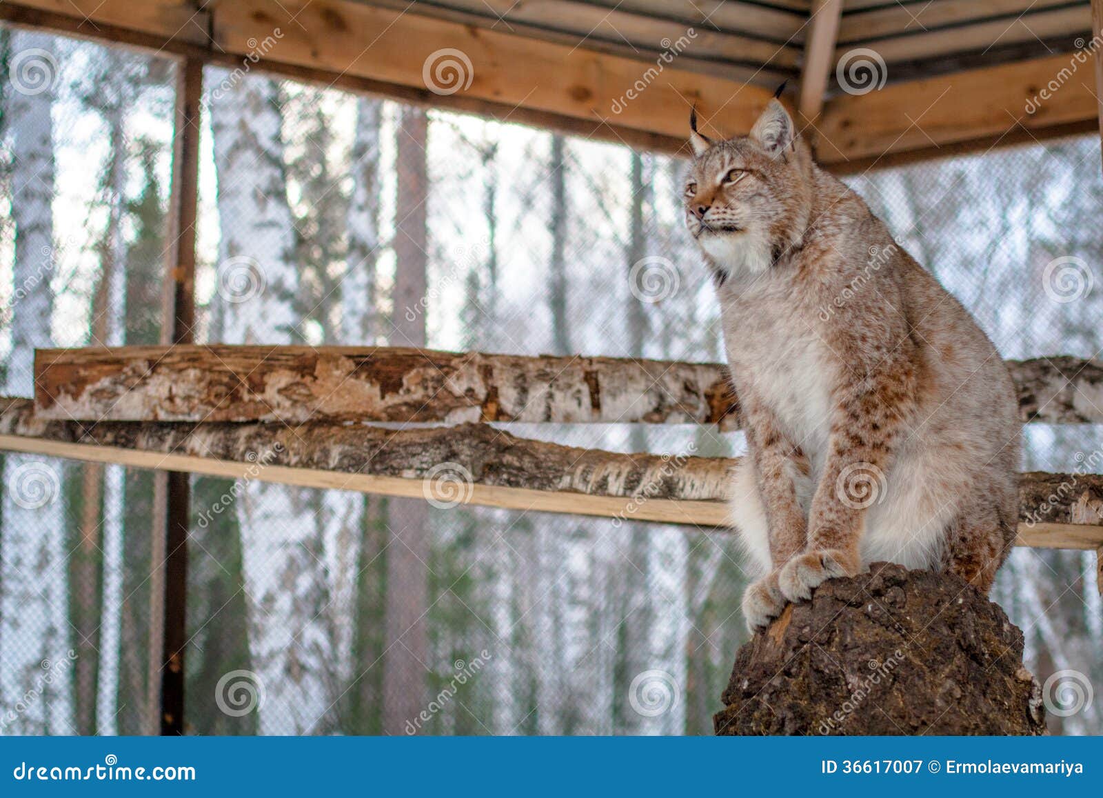 Lynx Seating on a Tree in Cage Stock Image - Image of natural, face ...