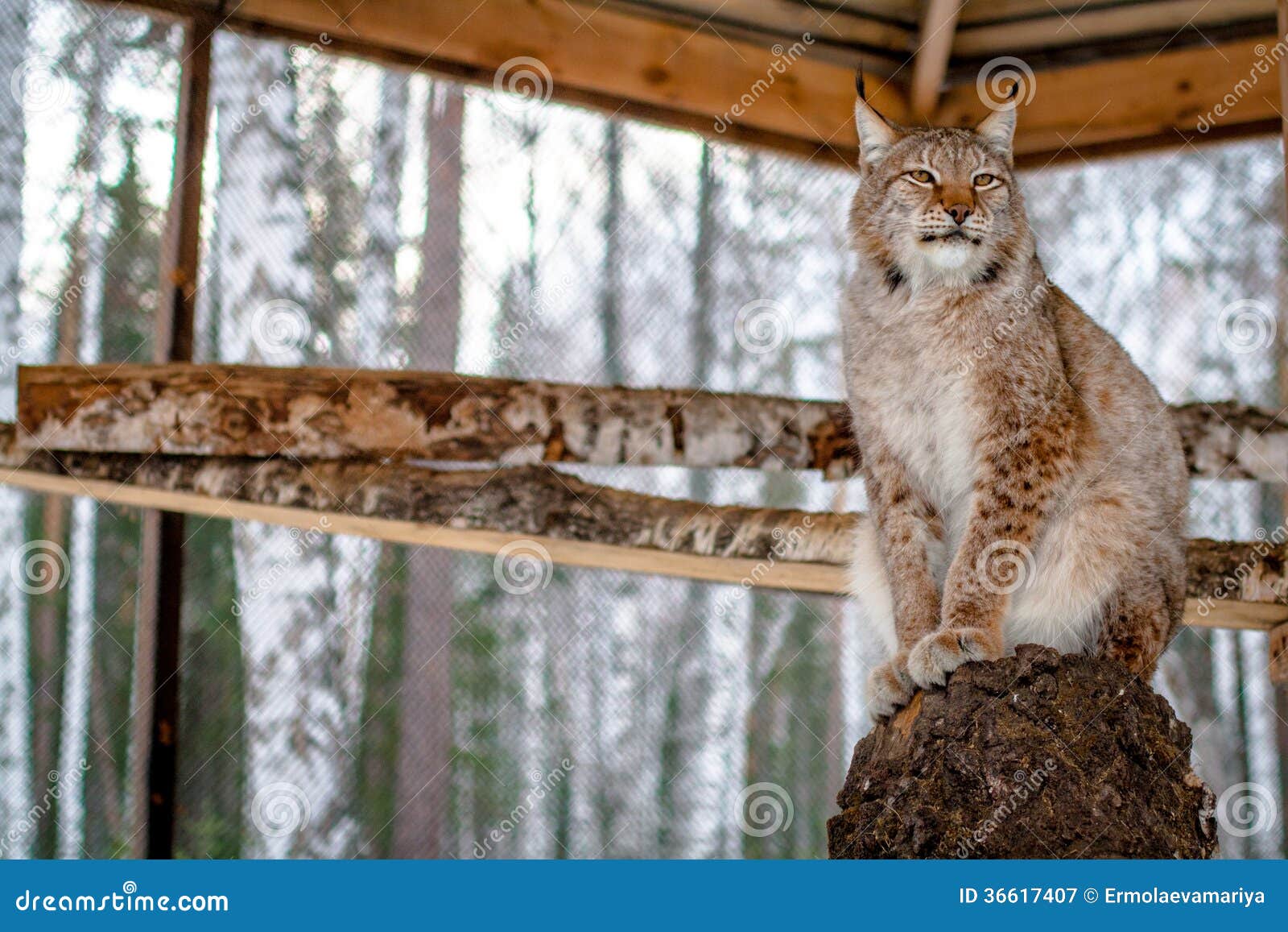 Lynx Seating on a Tree in Cage Stock Image - Image of beautiful ...