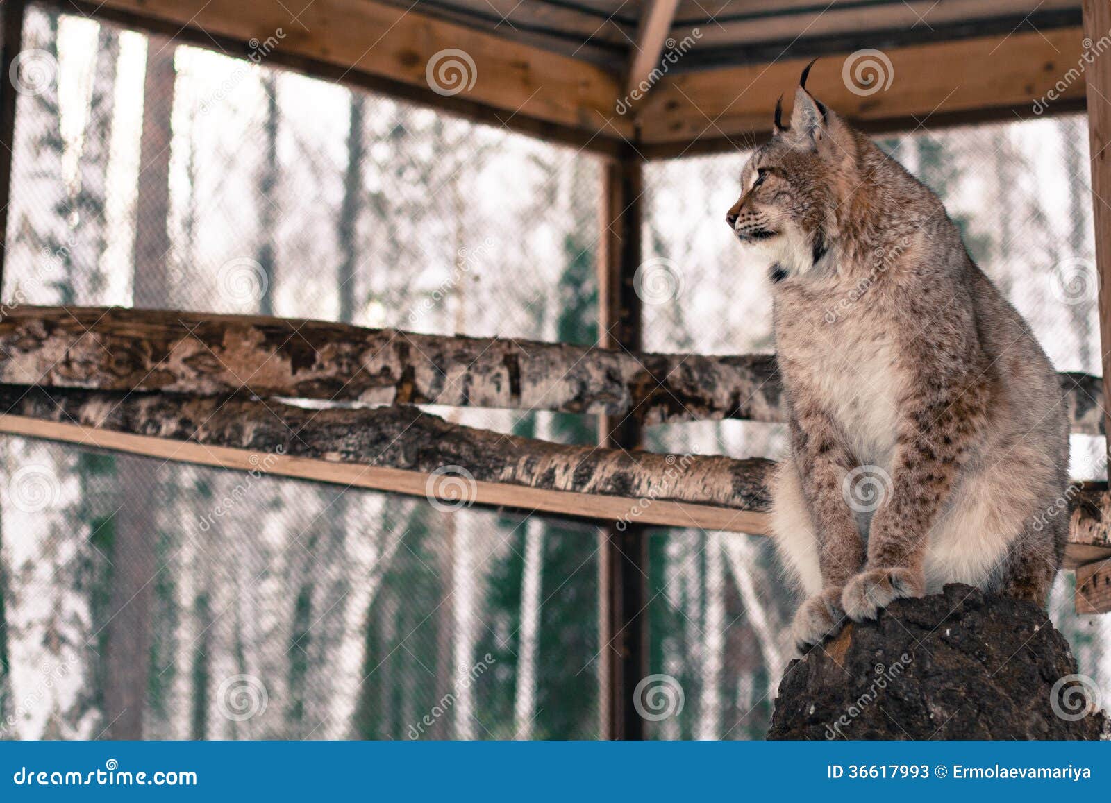 Lynx Seating on a Tree in Cage Stock Image - Image of ferocious, cold ...