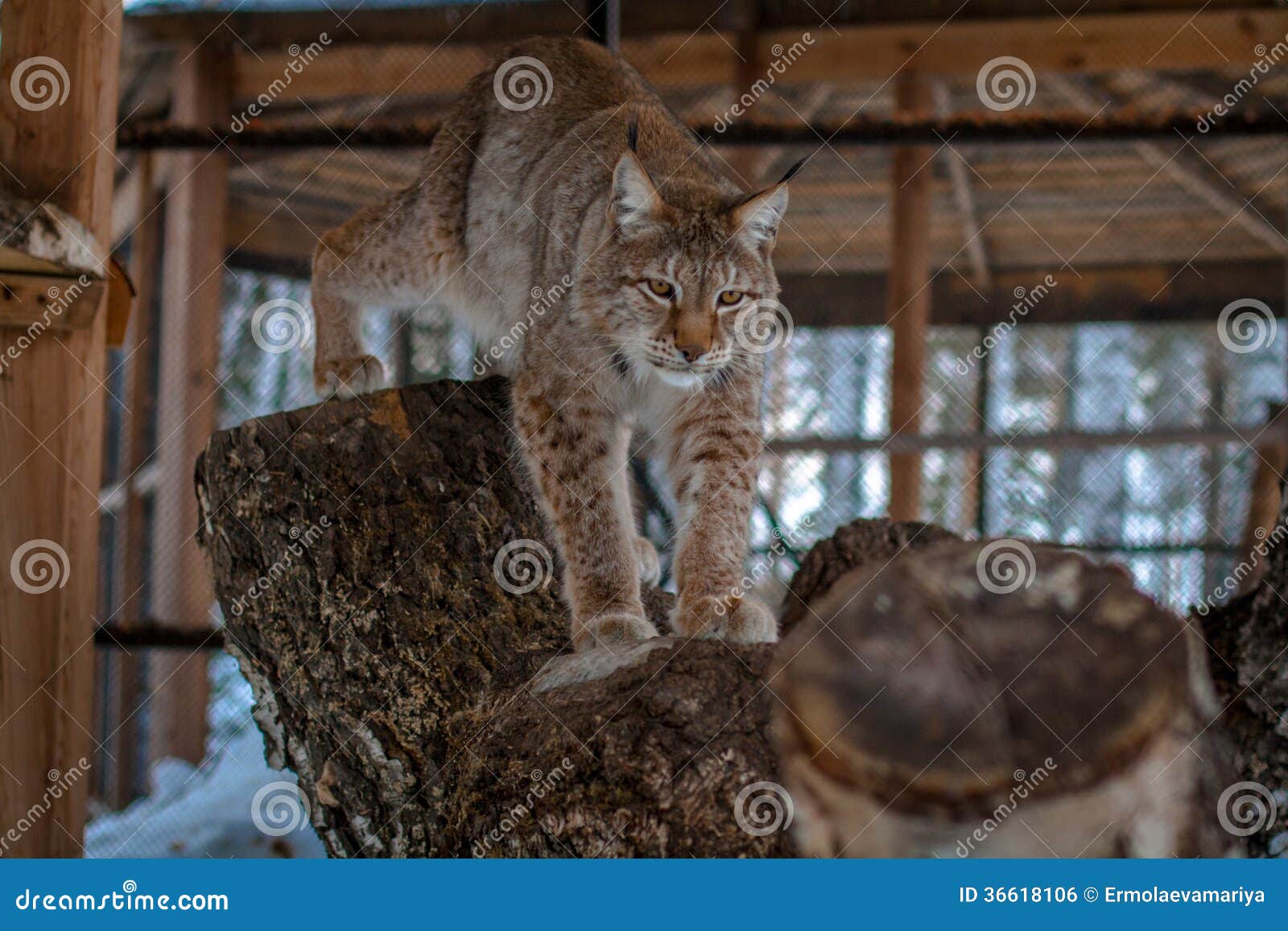 Lynx Seating On A Tree In Cage Stock Photography | CartoonDealer.com ...