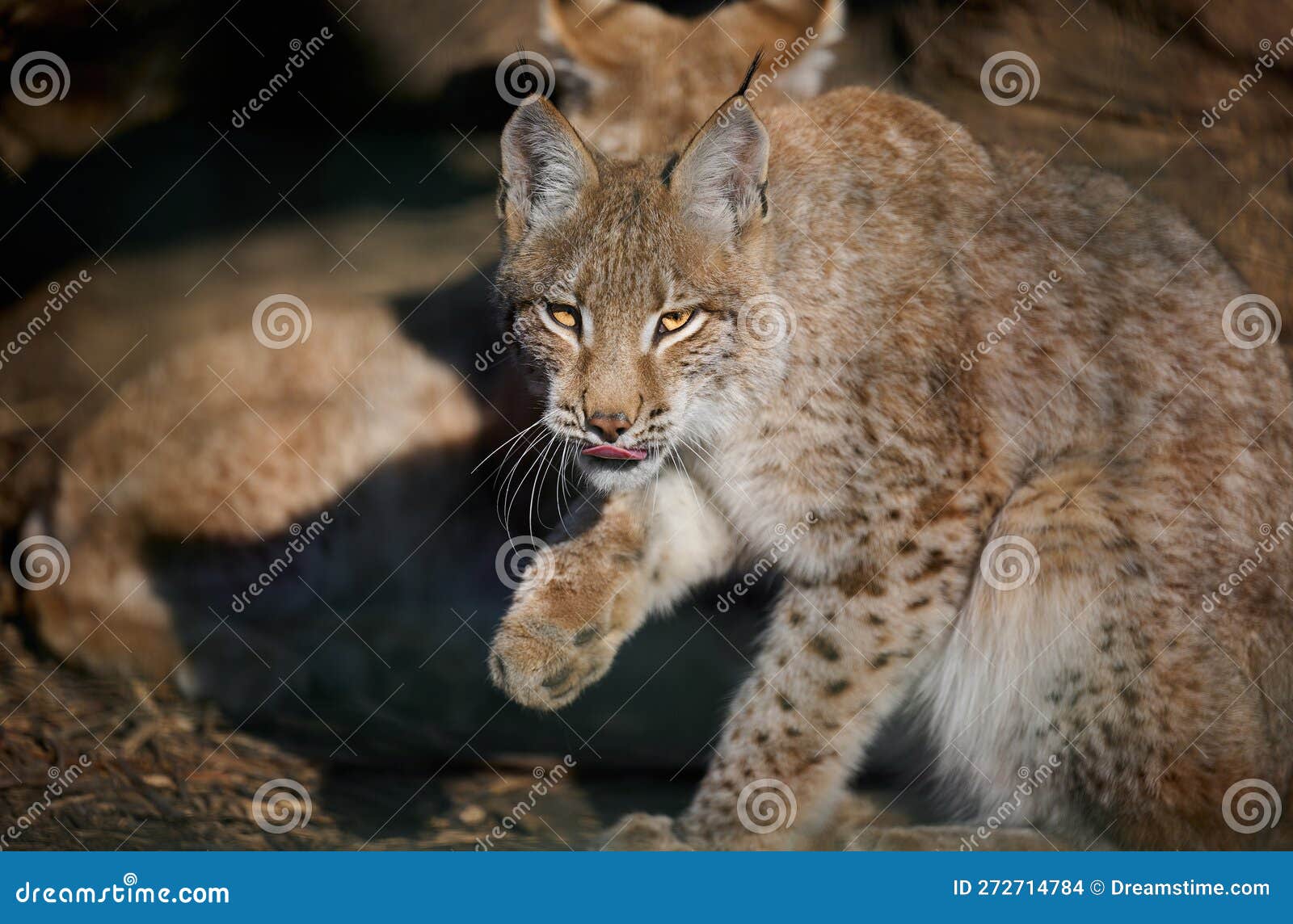 A Lynx Sits and Licks Its Front Paw on a Spring Day Stock Photo - Image ...