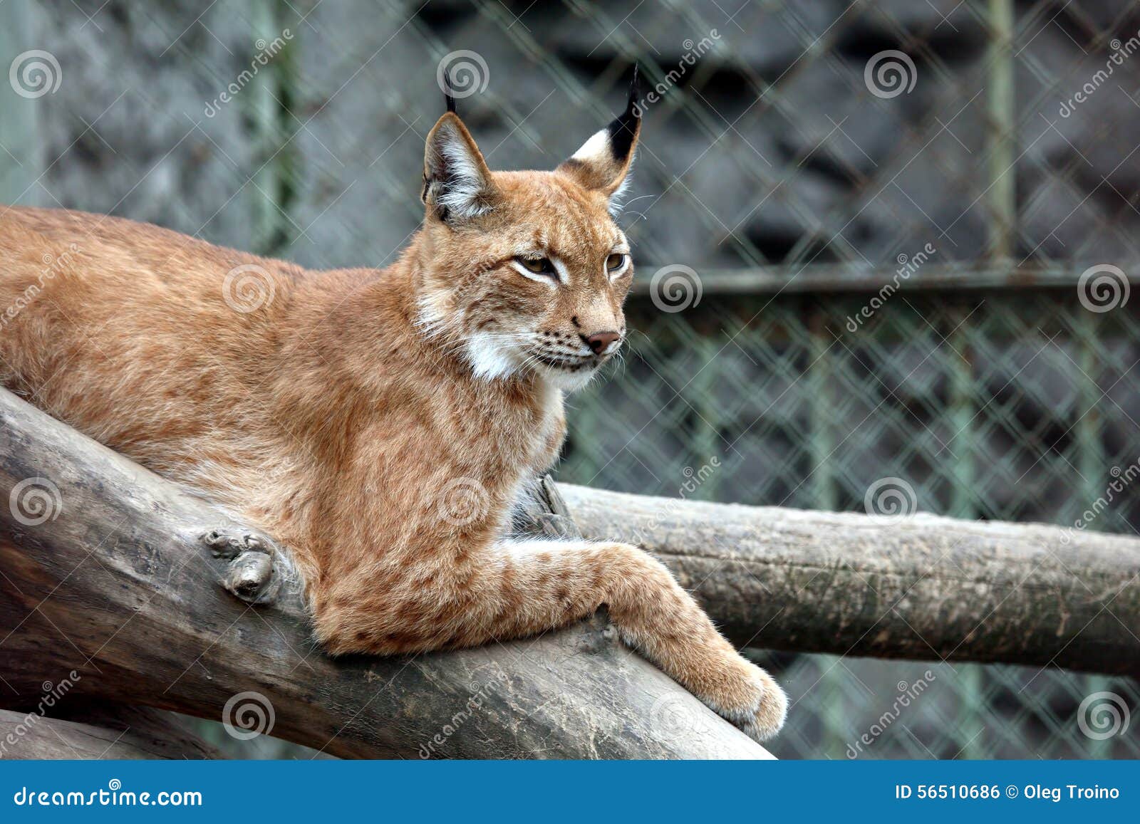 Lynx stock photo. Image of mammal, beautiful, hunt, gaze - 56510686
