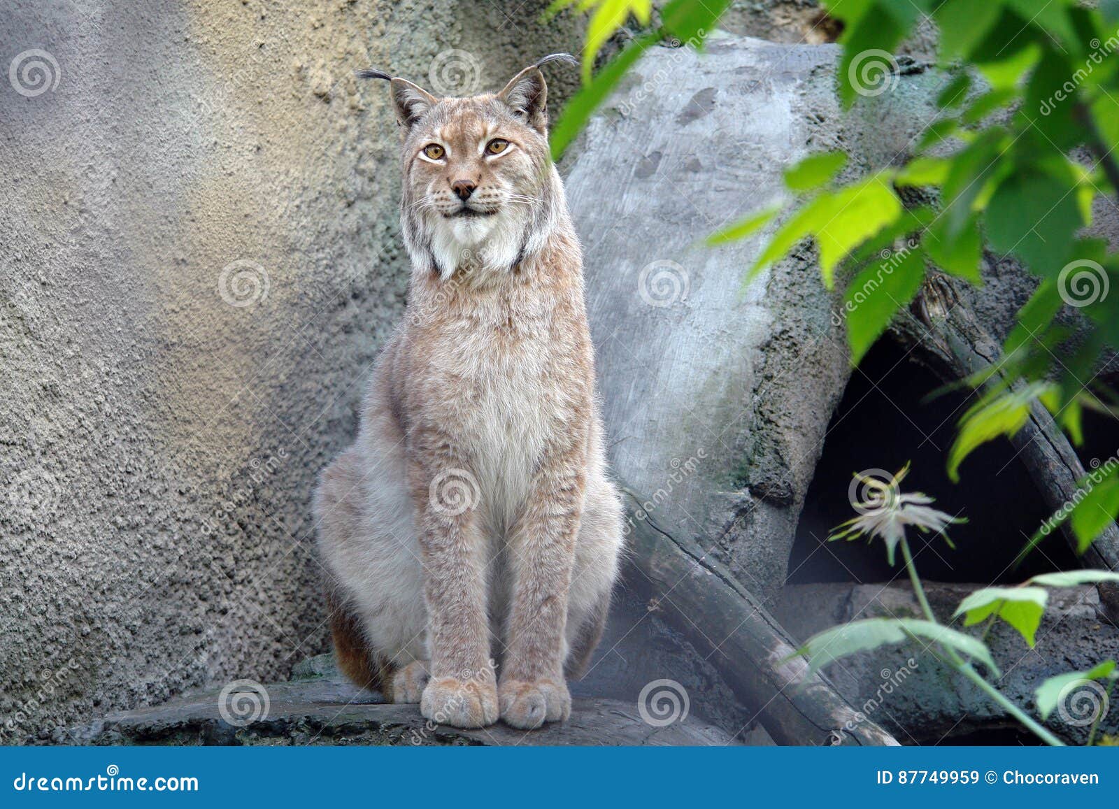 Lynx sitting stock image. Image of adult, predator, wool - 87749959