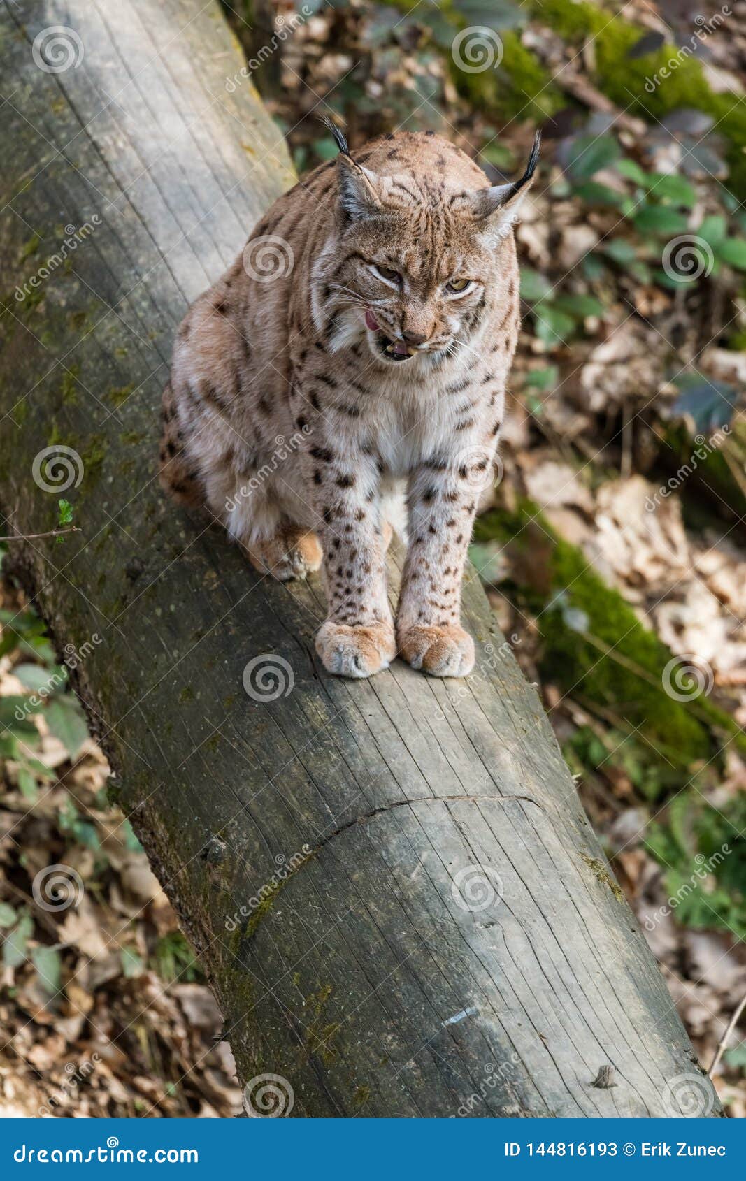 Lynx Sitting on a Fallen Tree Trunk Stock Image - Image of habitat ...