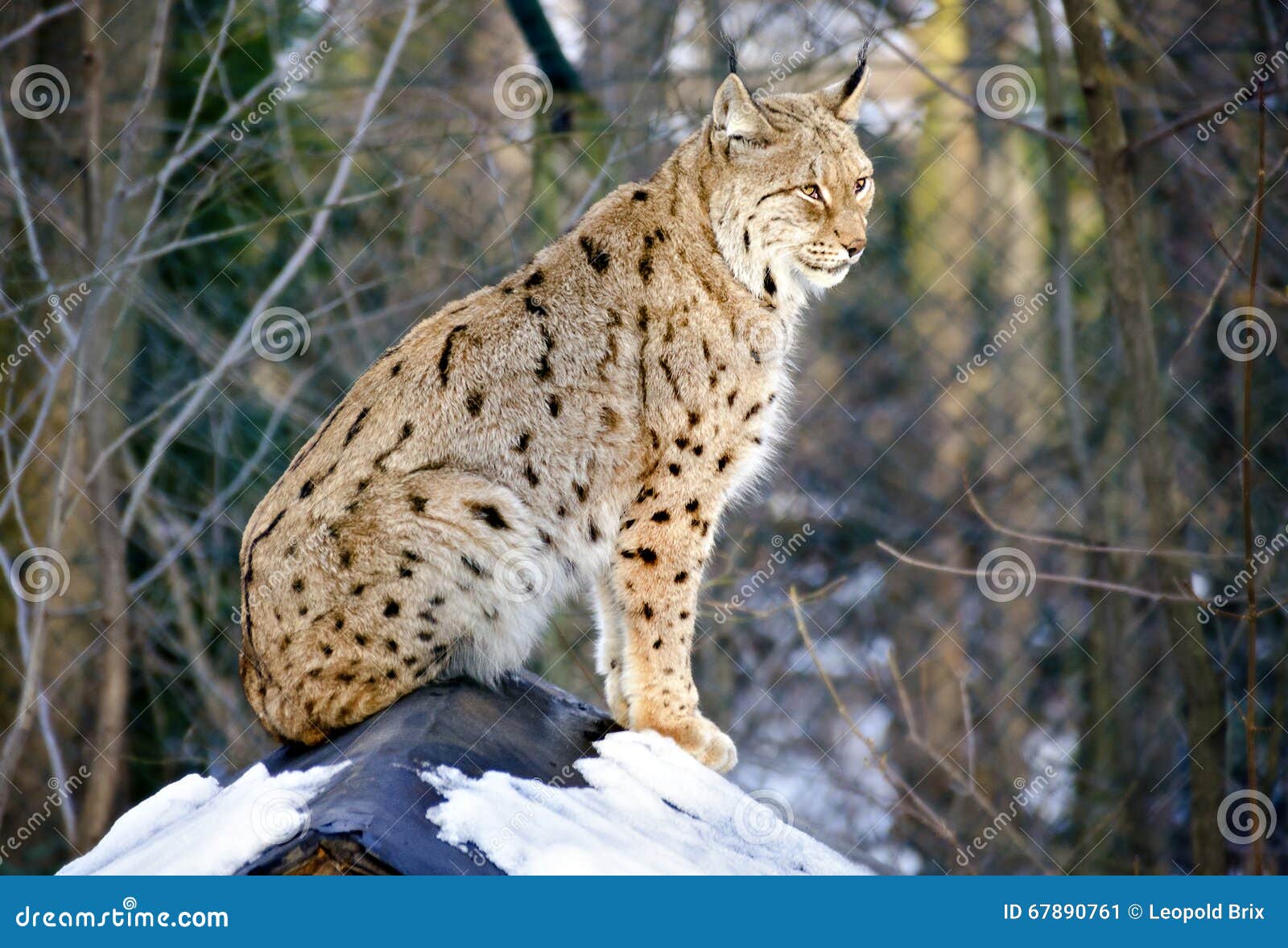 Lynx sitting stock image. Image of roof, trapped, animal - 67890761