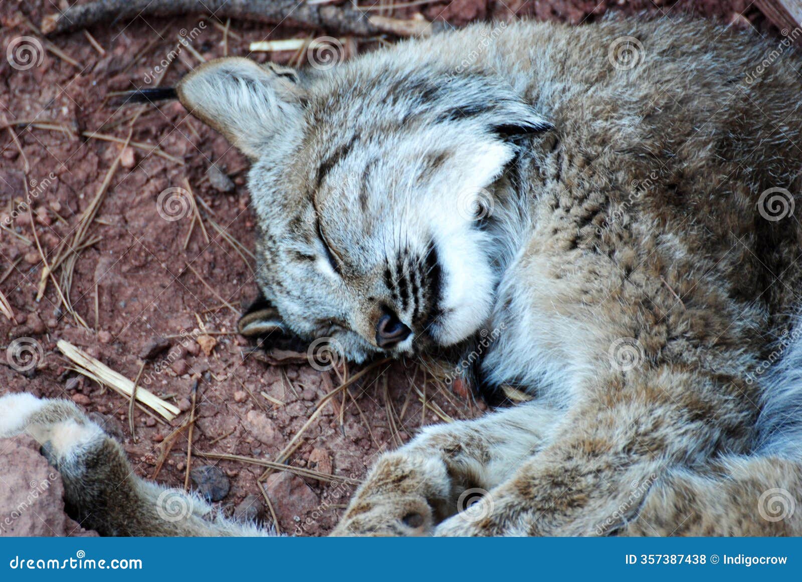 Lynx stock photo. Image of lion, animal, paws, cozy - 357387438