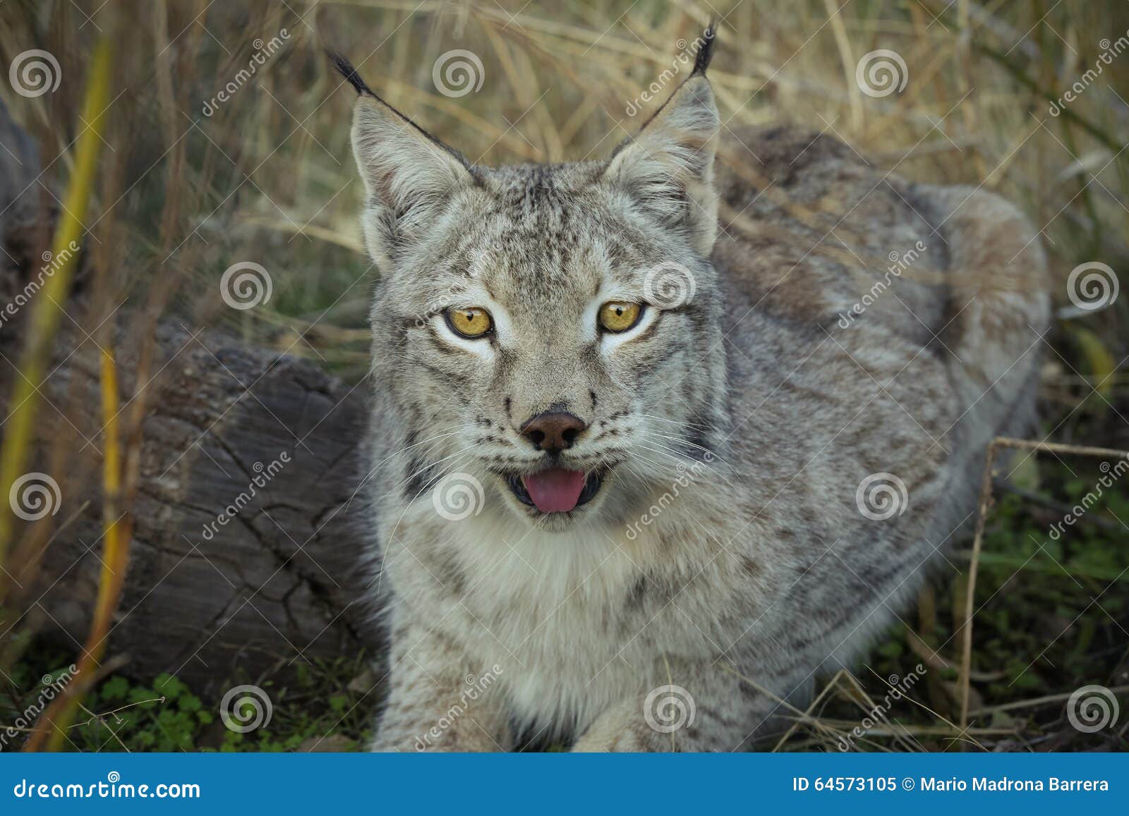 Lynx smile stock image. Image of eurasian, thoughts, nature - 64573105