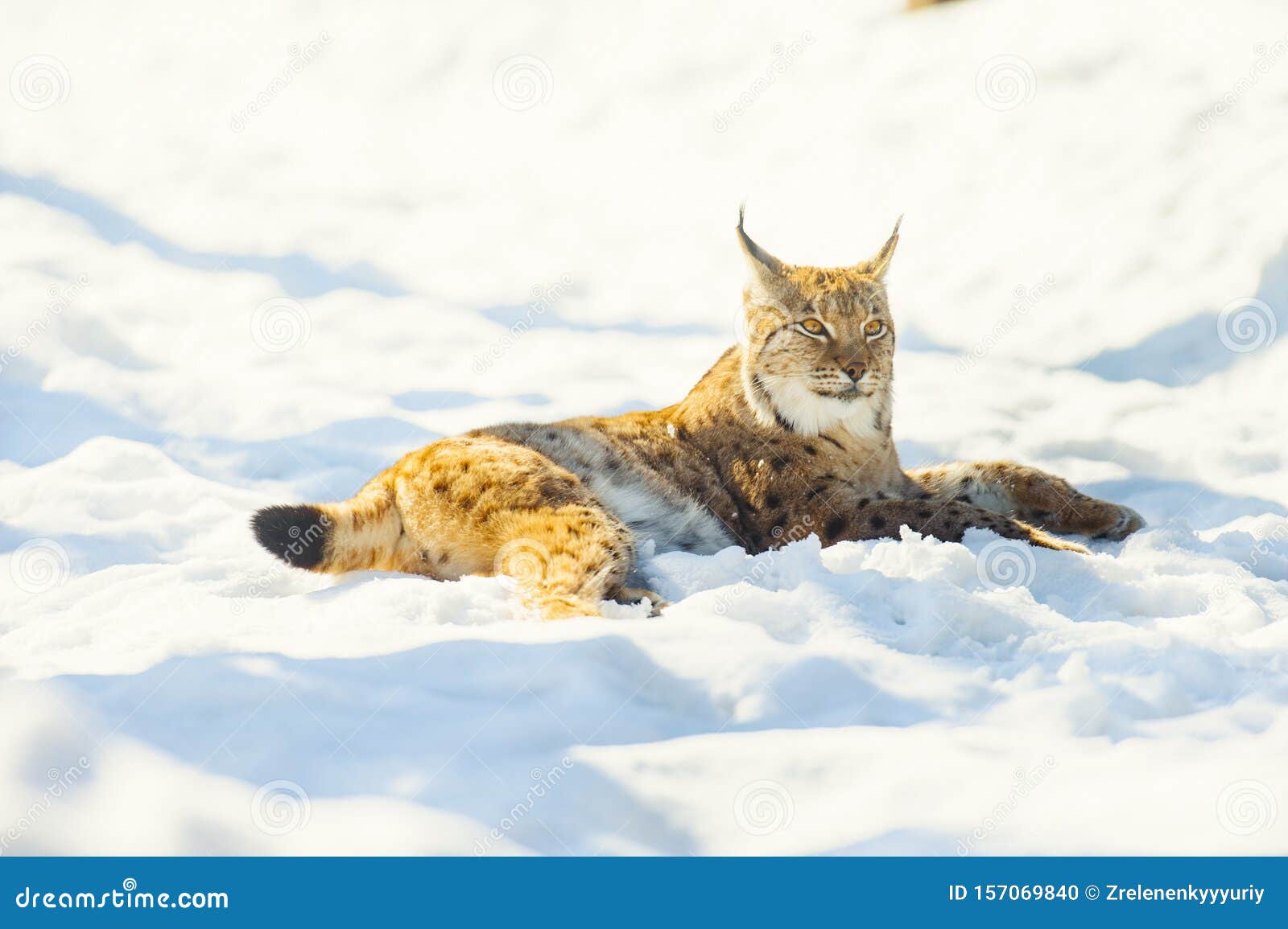 Lynx on the snow stock photo. Image of mammal, spotted - 157069840