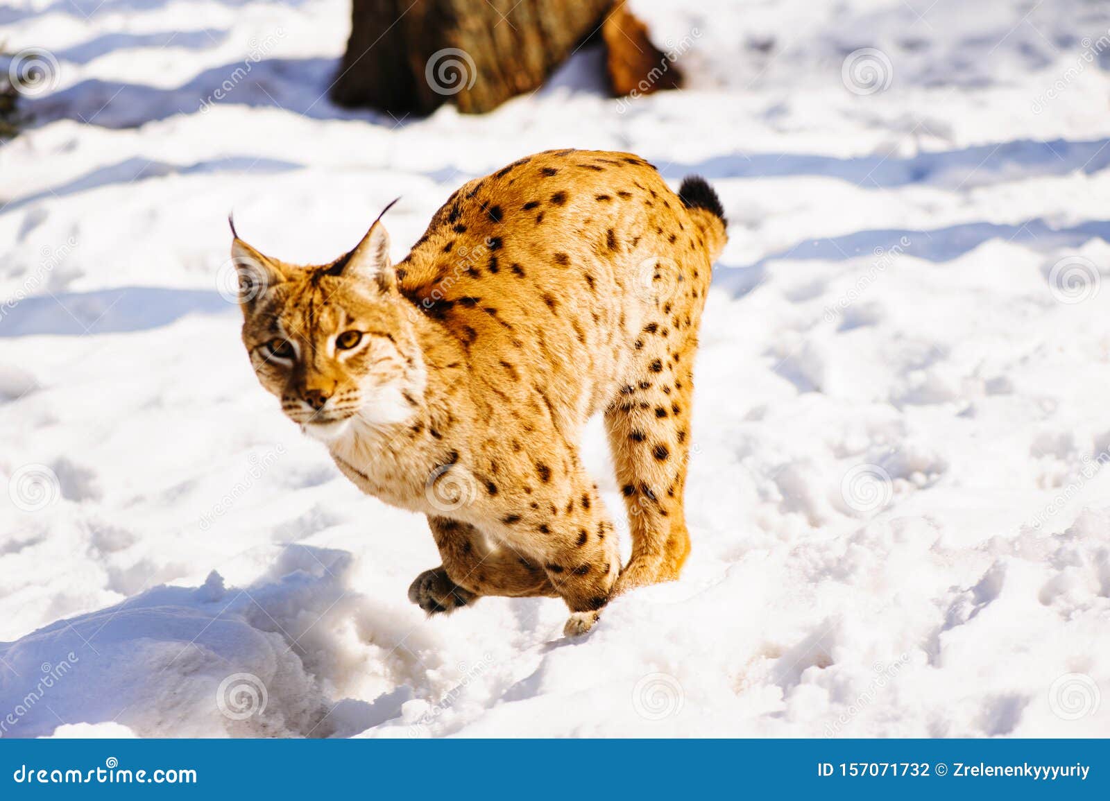 Lynx jumping on the snow stock photo. Image of carnivore - 157071732